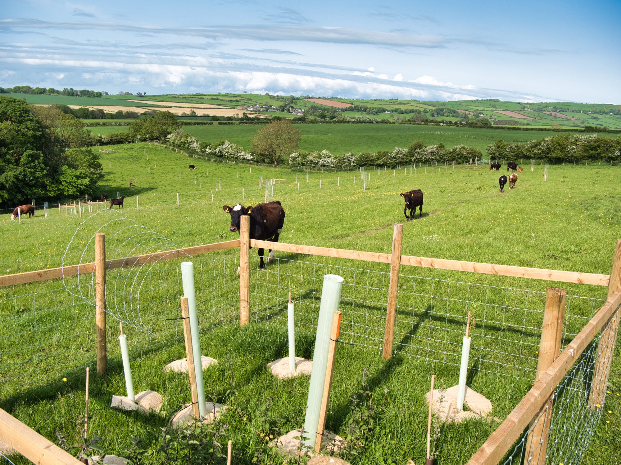 Park House Farm | Raise: Cumbria Community Forest