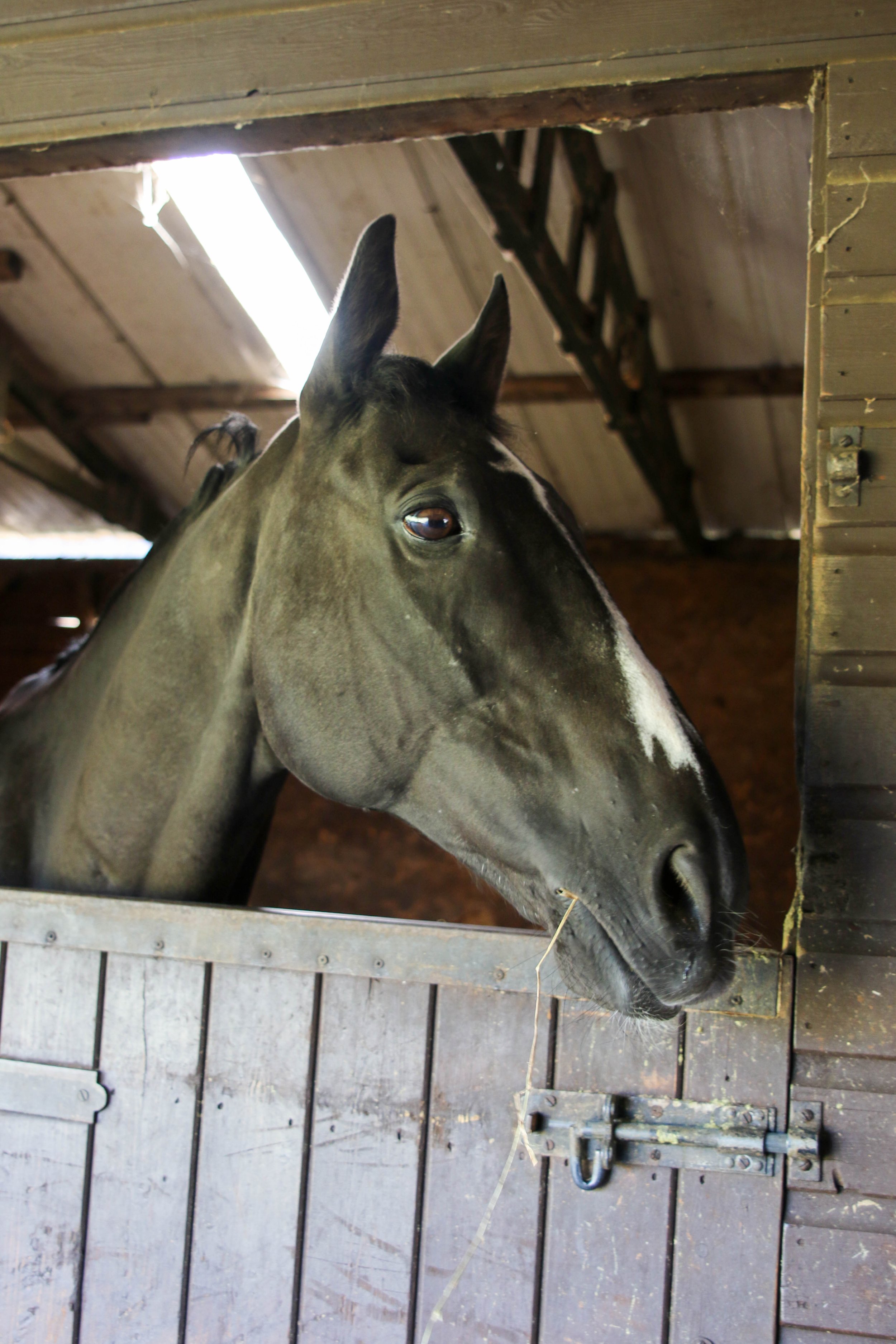 The Orchard Equine College & Equestrian Centre