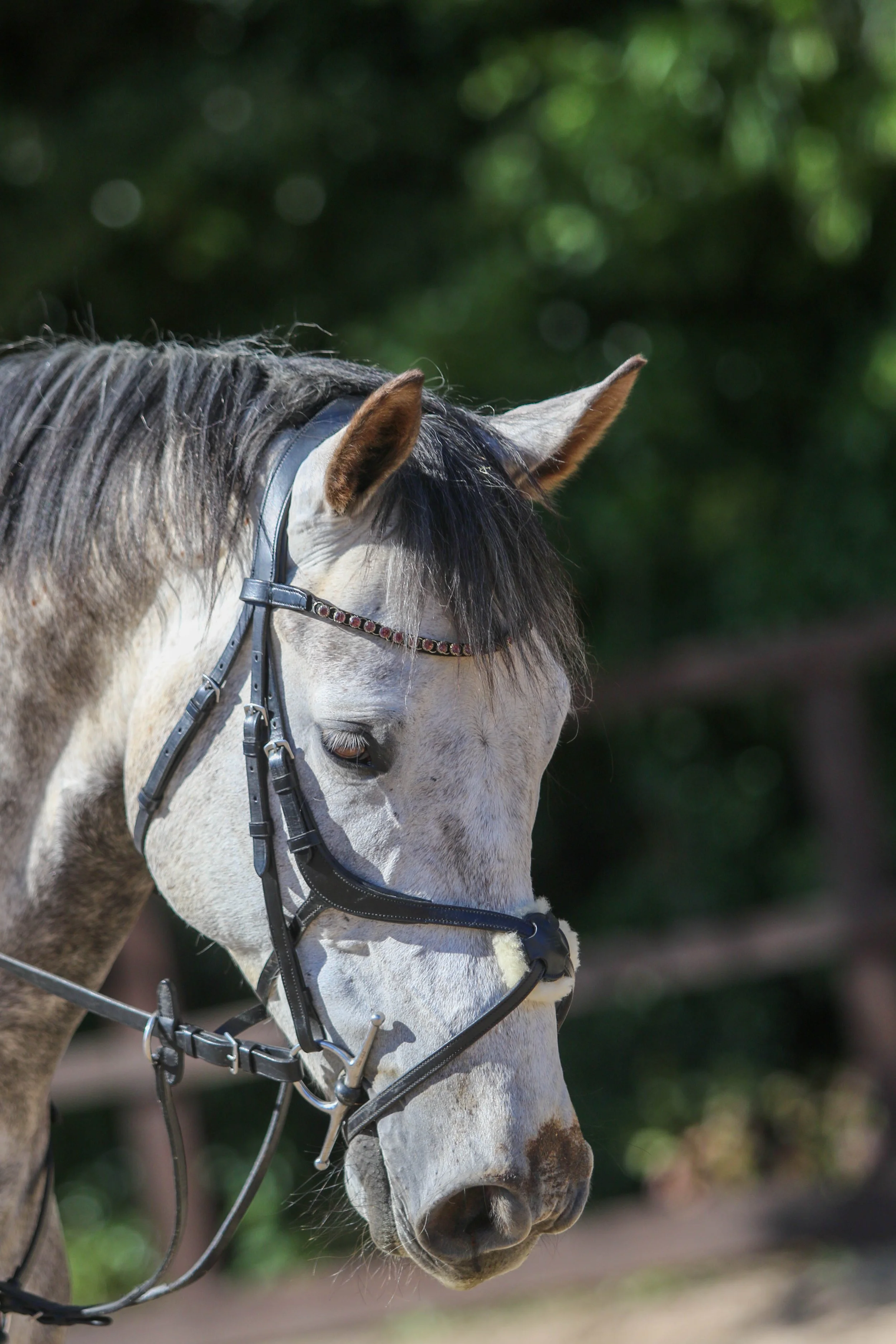 The Orchard Equine College & Equestrian Centre