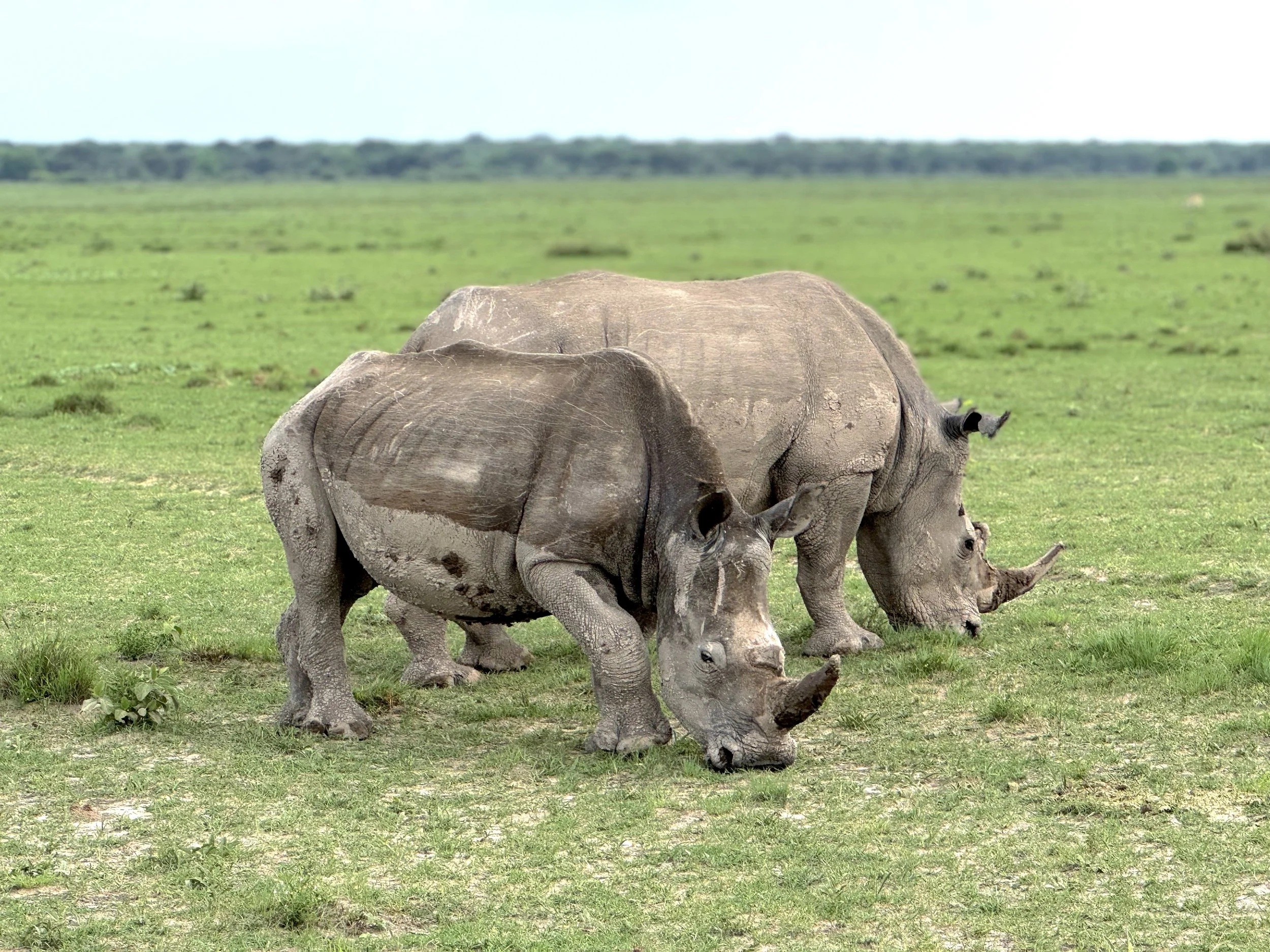 Discovering Khama Rhino Sanctuary — Nesting Afar