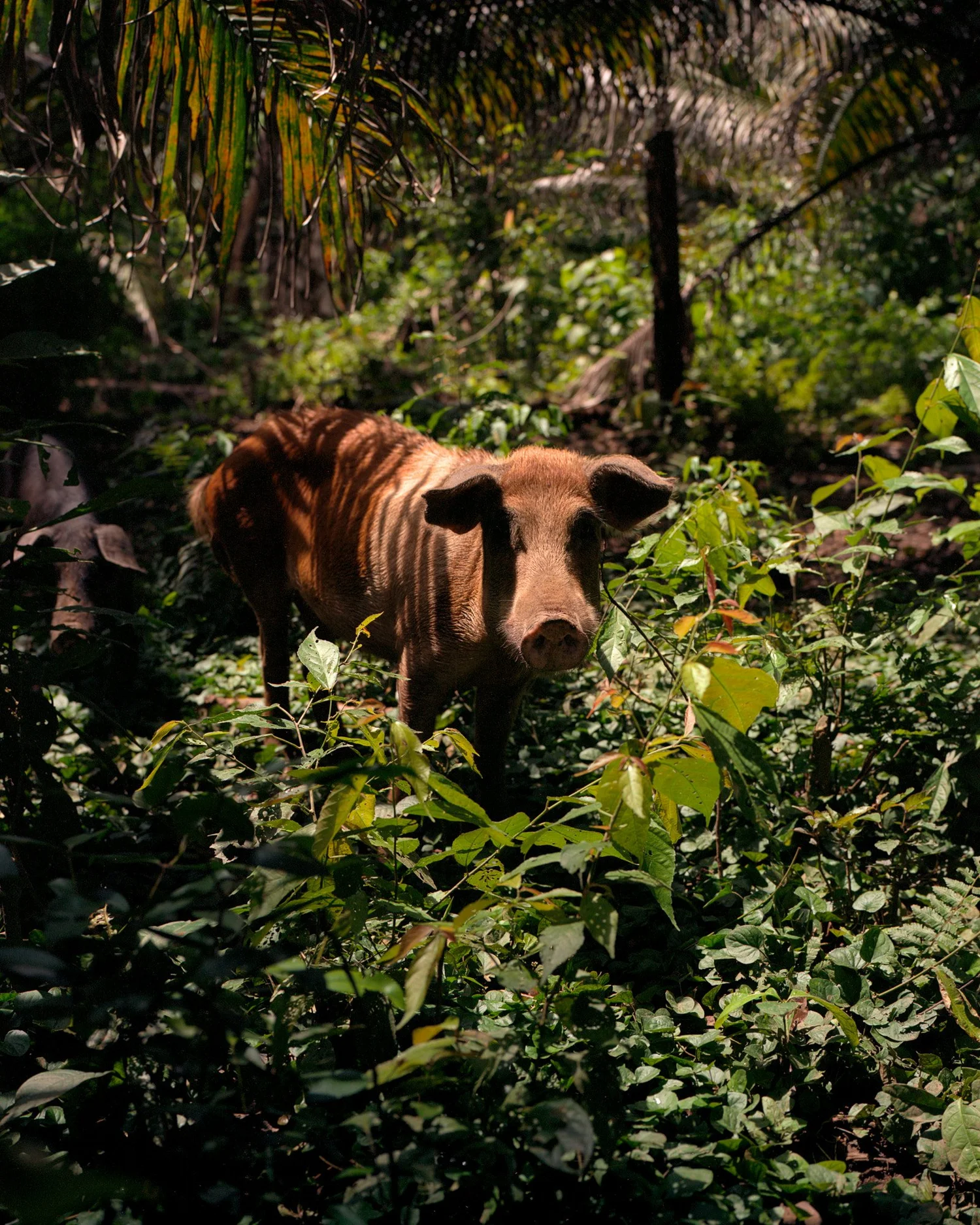 Darién Gap | Protect Ecosystems, Support Conservation — Endangered ...