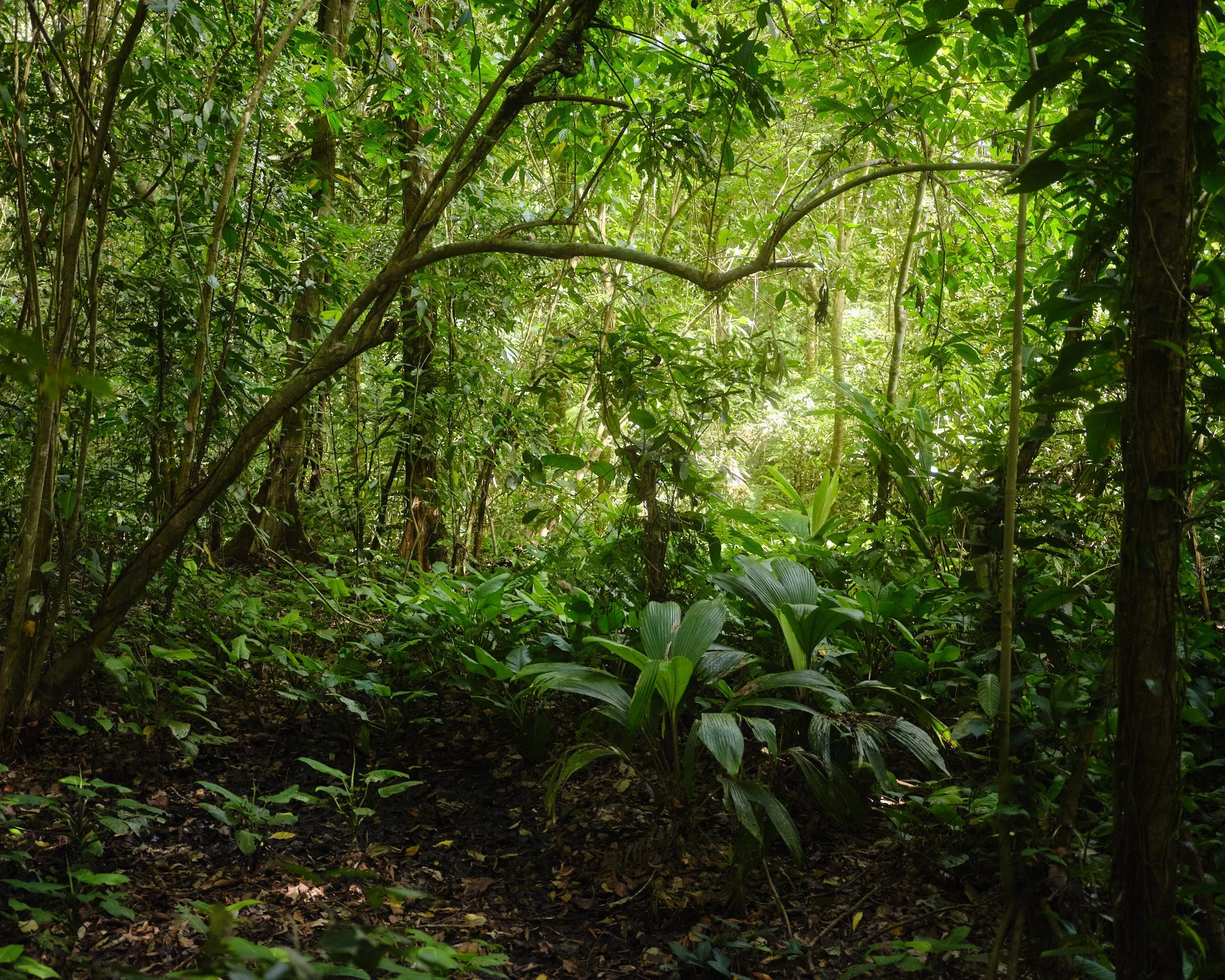 Darién Gap — Endangered Rainforest Rescue