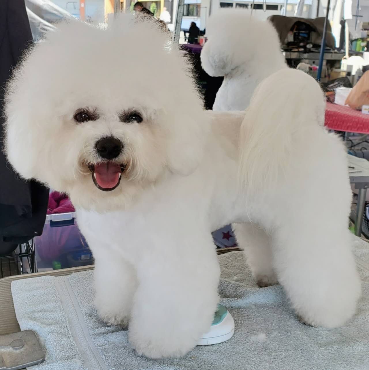 Our Show Girls — Lotus Golden Bay Bichons