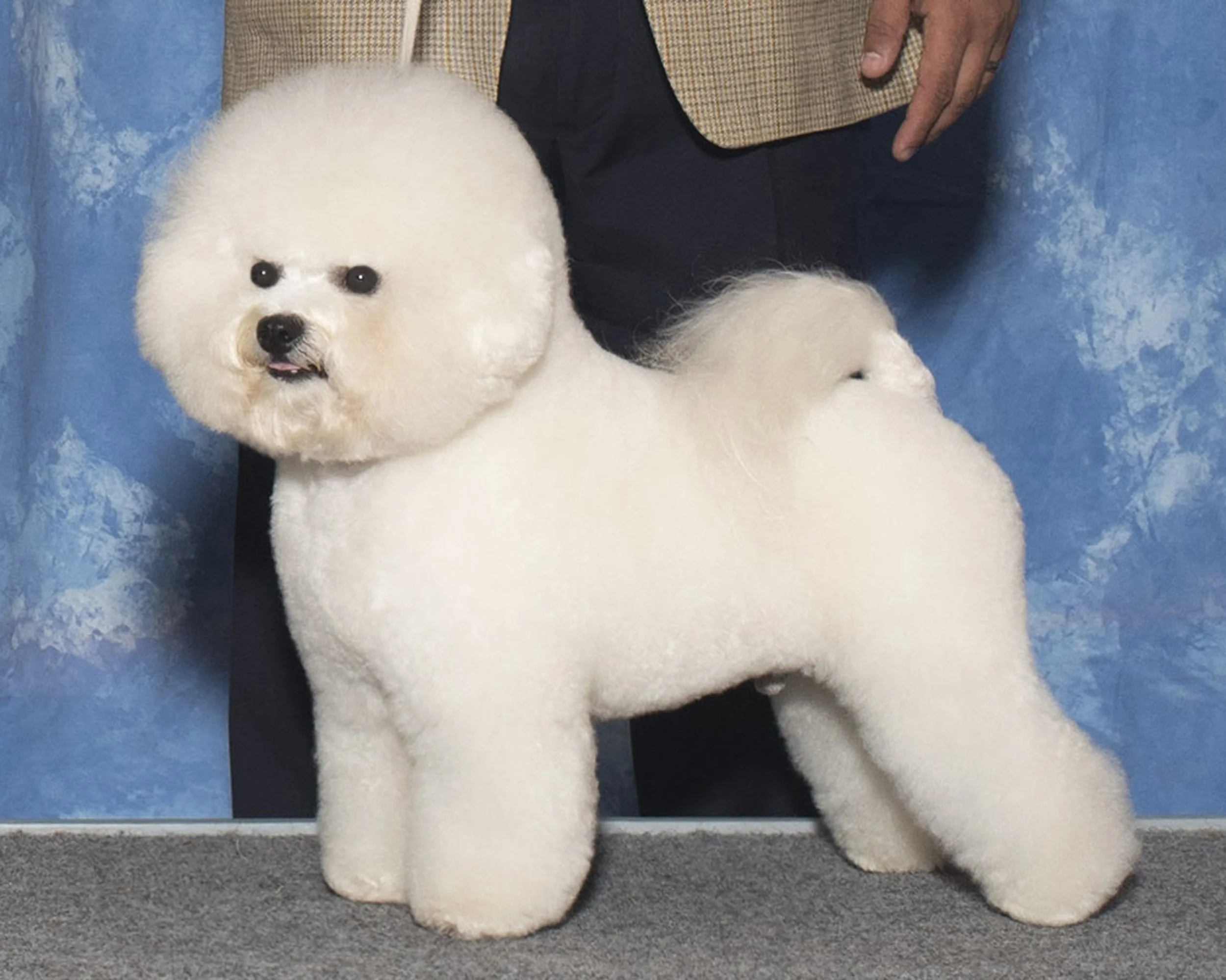 Our Show Boys — Lotus Golden Bay Bichons