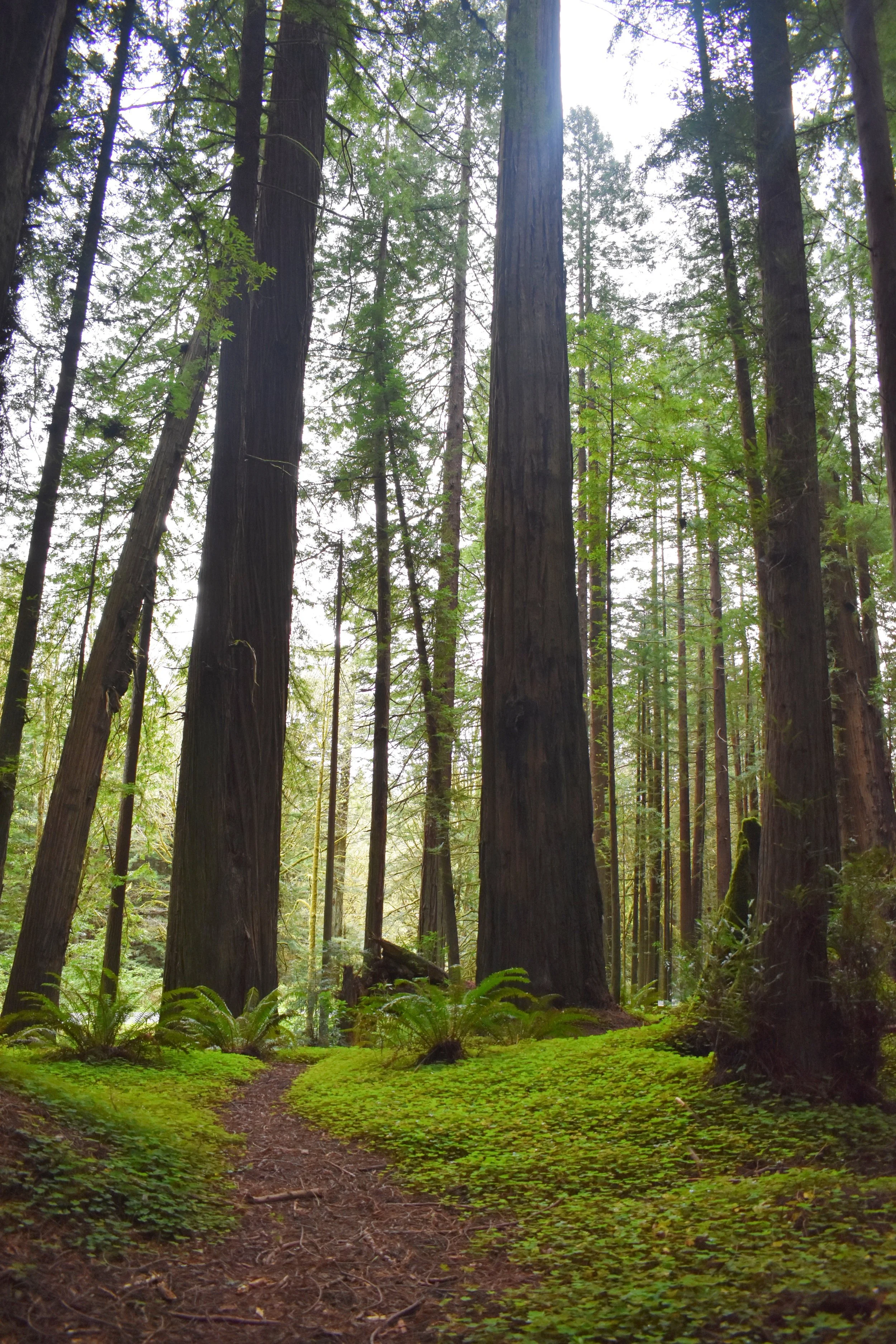 Visit Fortuna California
