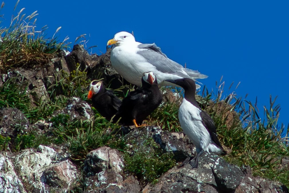 Tutka Tours: Premium Alaska Adventures | Sea, Land & Wildlife Tours in ...