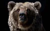 Grizzly Confidential — Kevin Grange