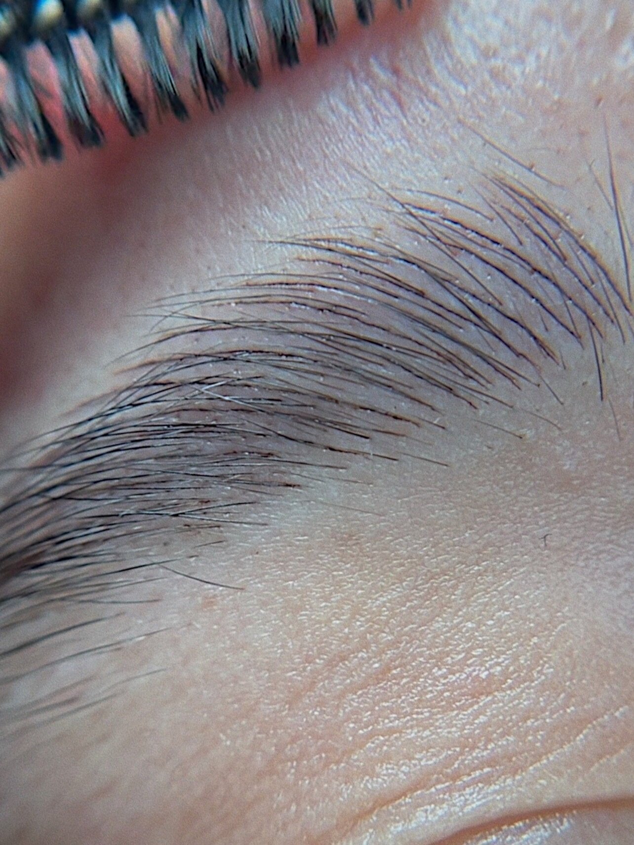 Services — BROWRIOT!