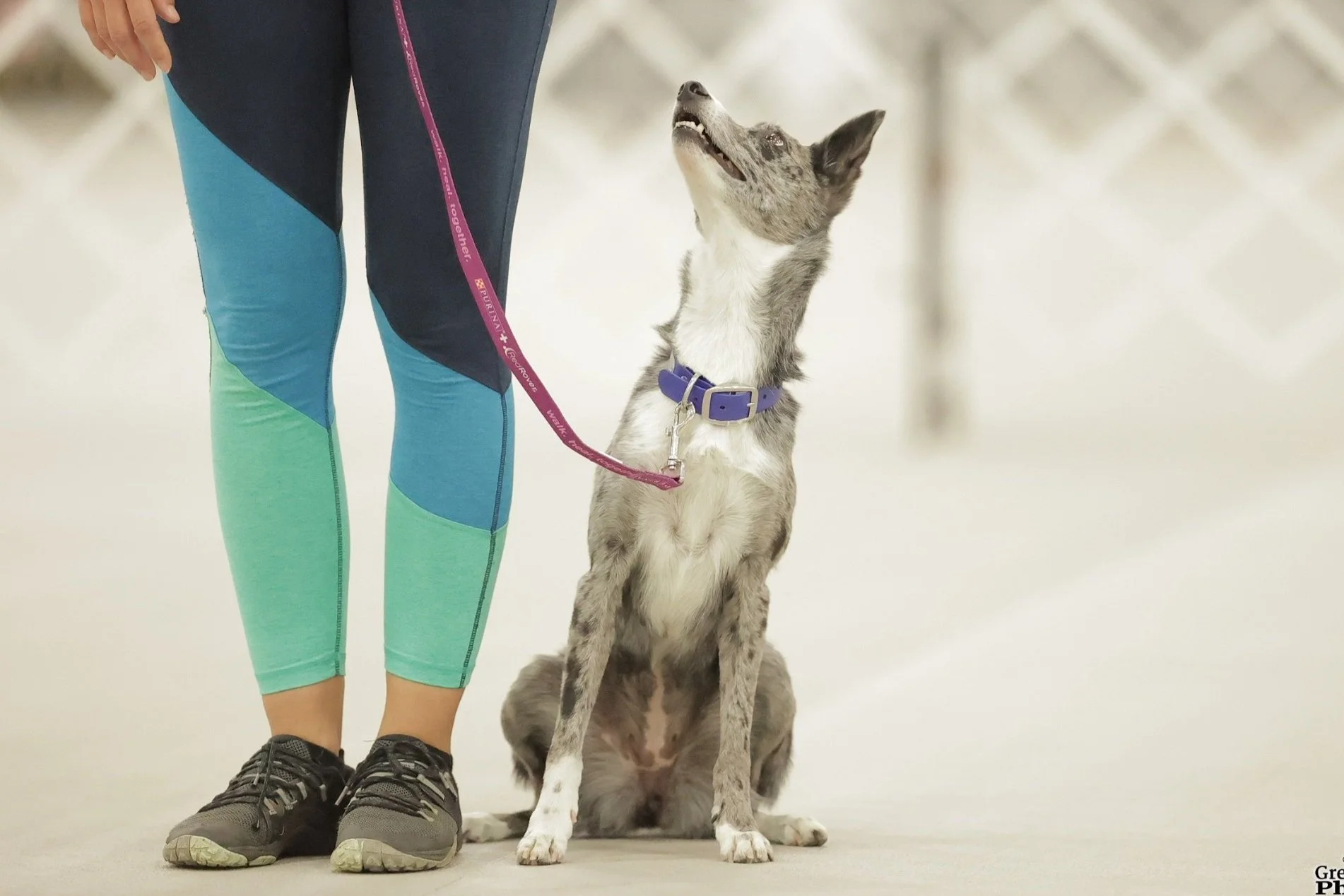 Training Programs — Happy Dog Lodge