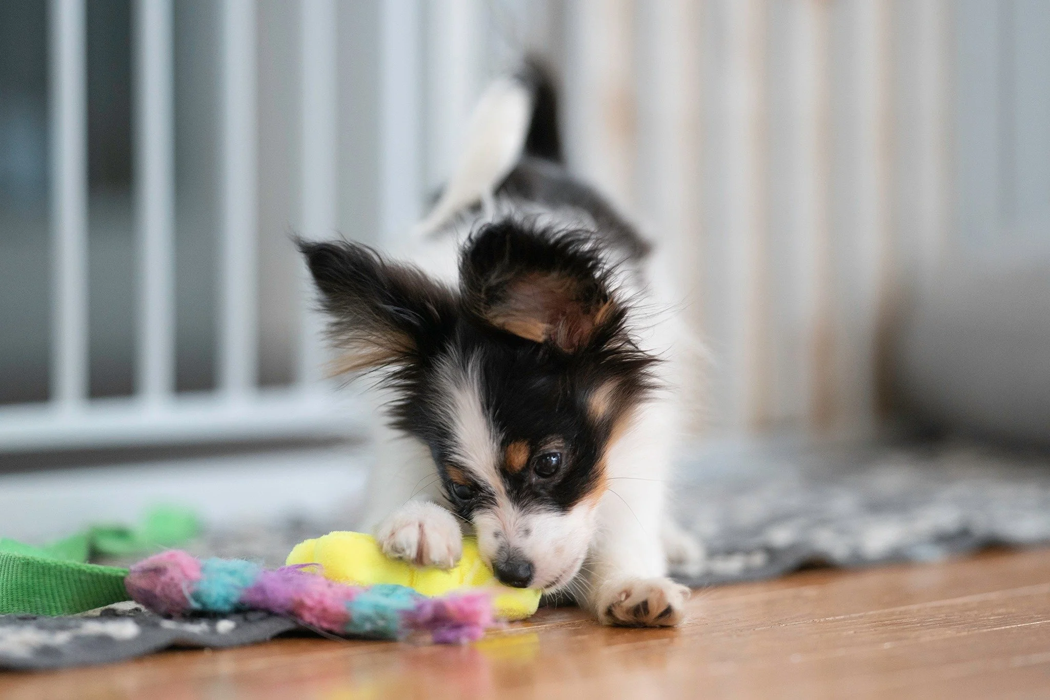 Lodging — Happy Dog Lodge