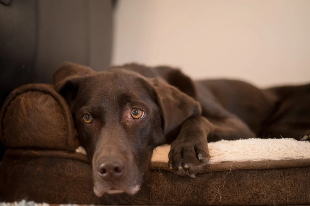 Happy Dog Lodge
