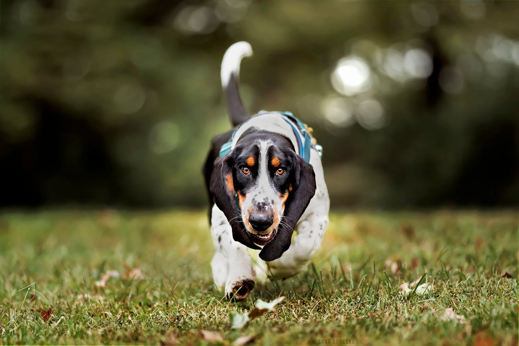 Lodging — Happy Dog Lodge