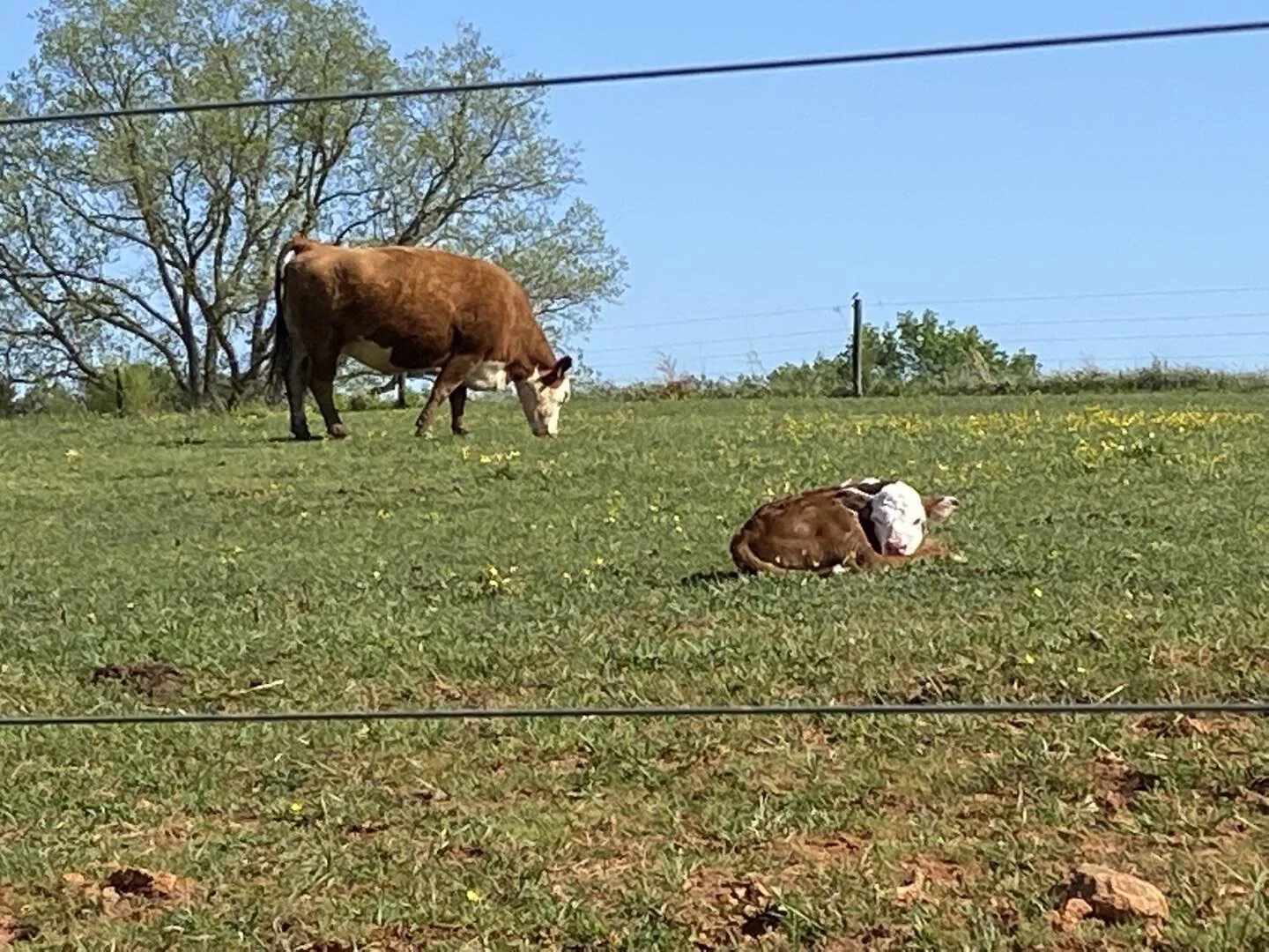 Windmill Acres Farm-East | Kernersville, NC