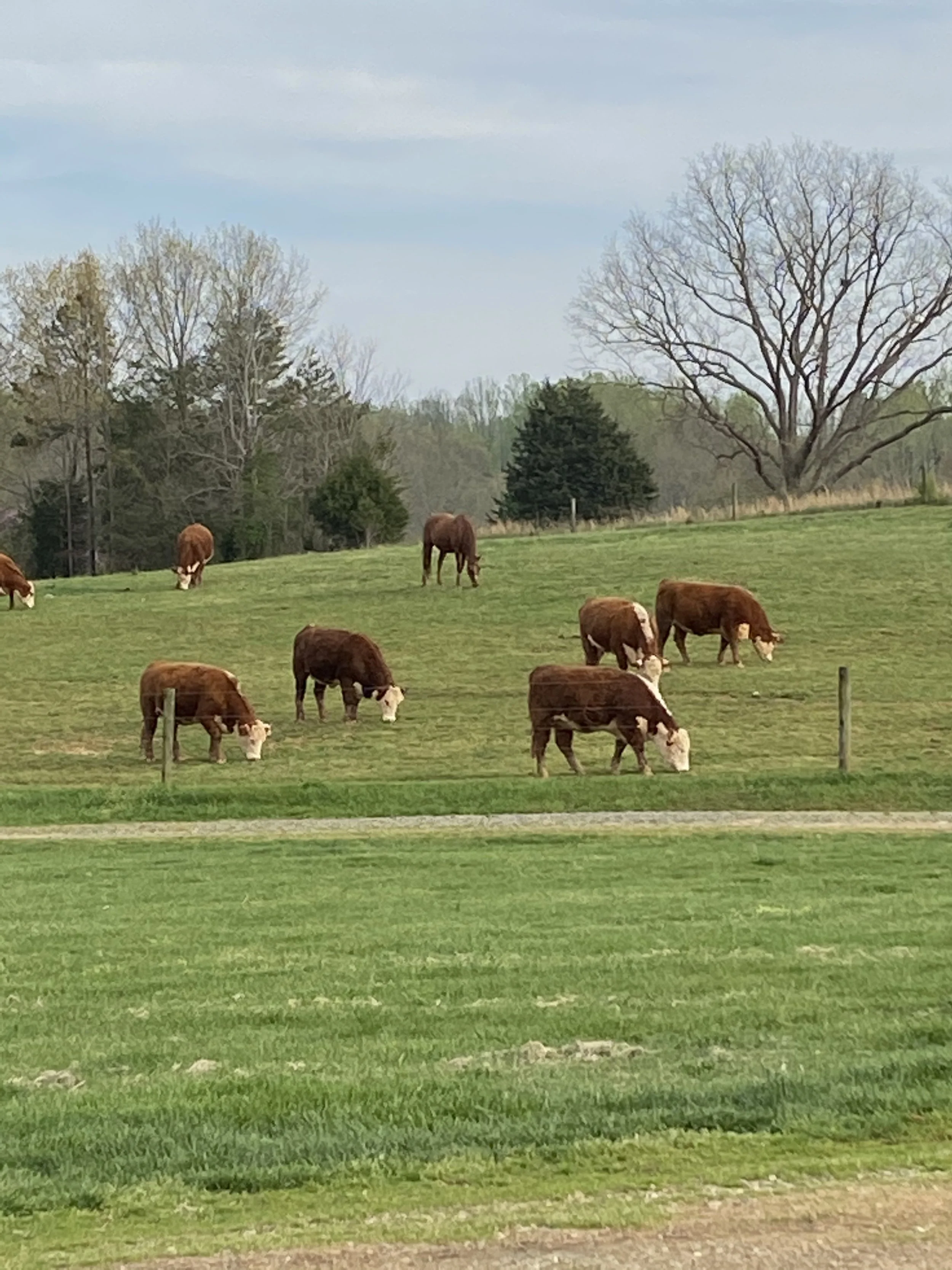 Windmill Acres Farm-East | Kernersville, NC