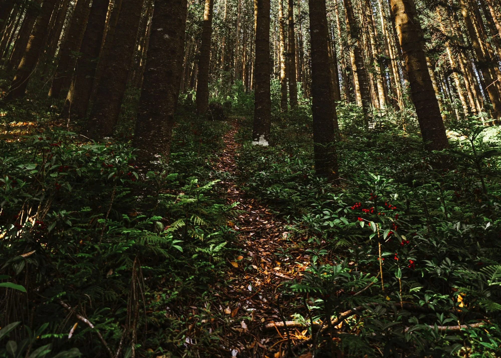 #358 A Socially Awkward Person's Great Idea — My Favorite Murder