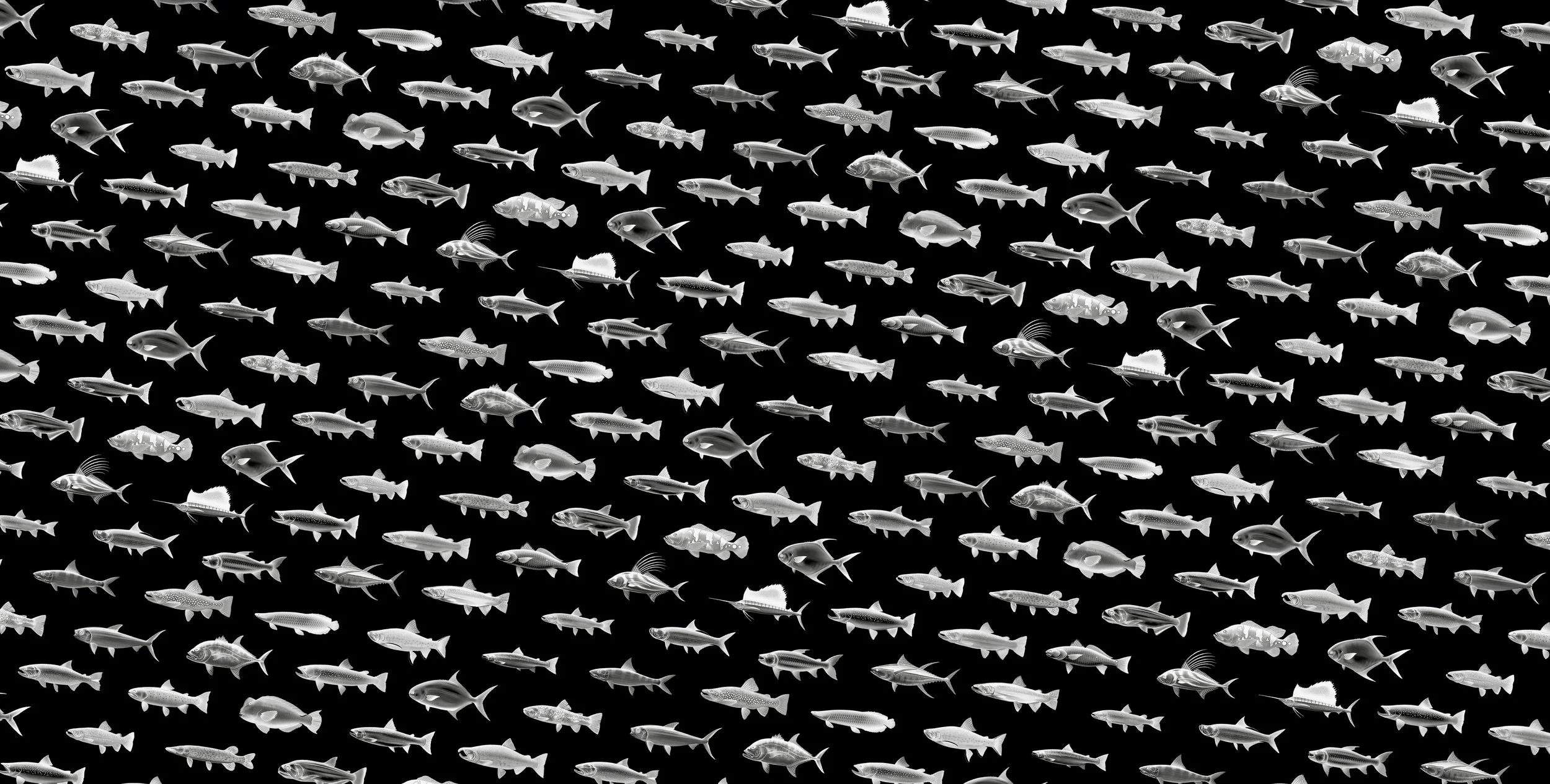 The Fish of a Lifetime - The Best Fly Fishing in the World - Volume One ...