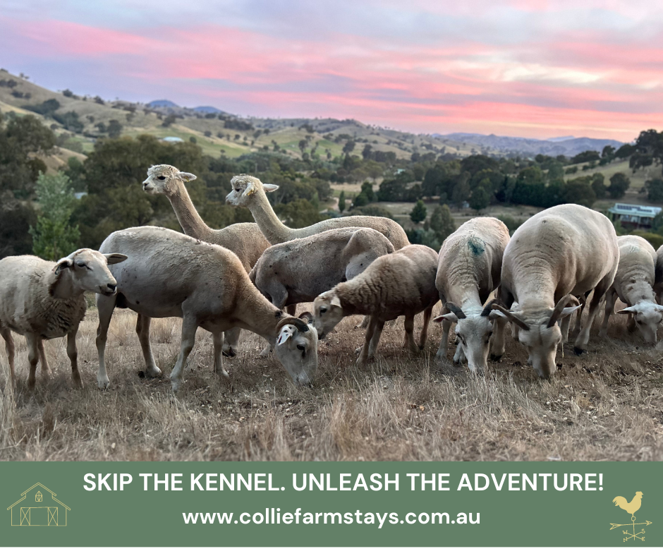 Contact Us — Collie Farm Stays