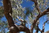 Eucalyptus Coolabah — The Dig Tree