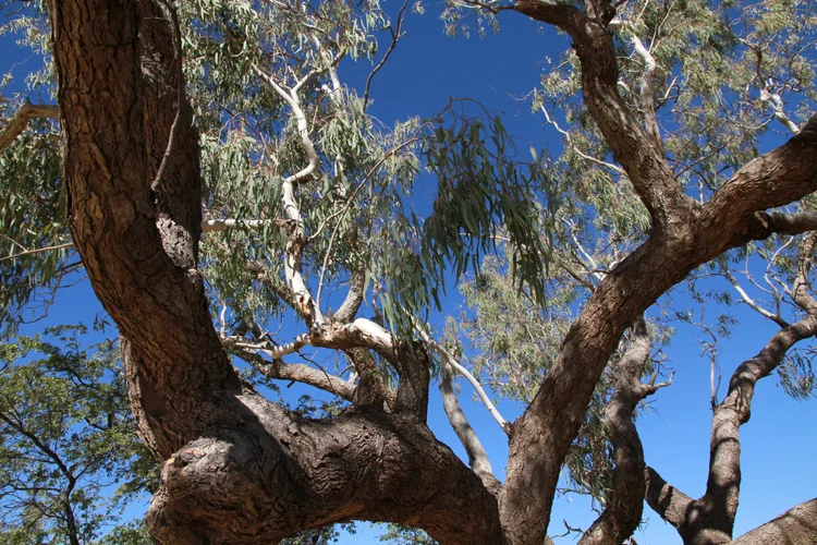 Eucalyptus Coolabah — The Dig Tree