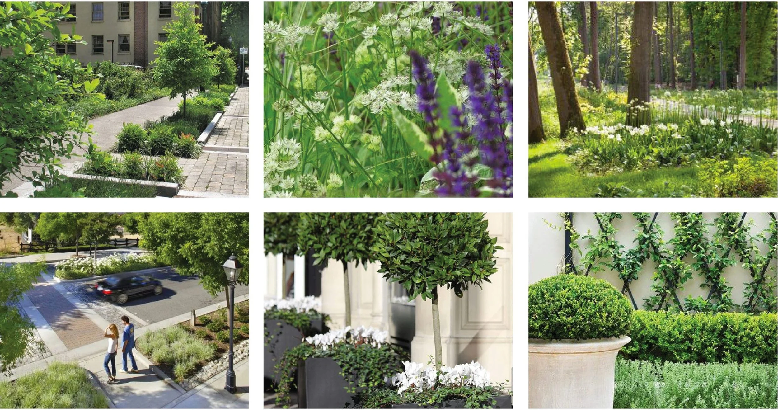 Landscape design — Midhurst Vision