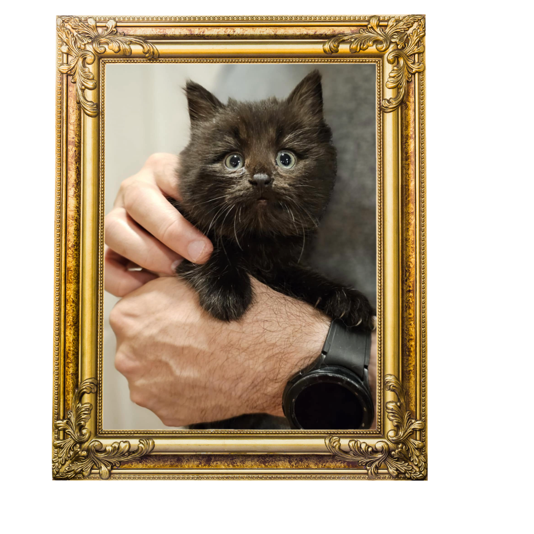 Foster — Catchat Refuge