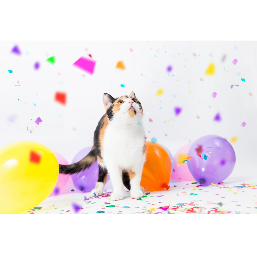 Adoption Clinics & Events — Catchat Refuge