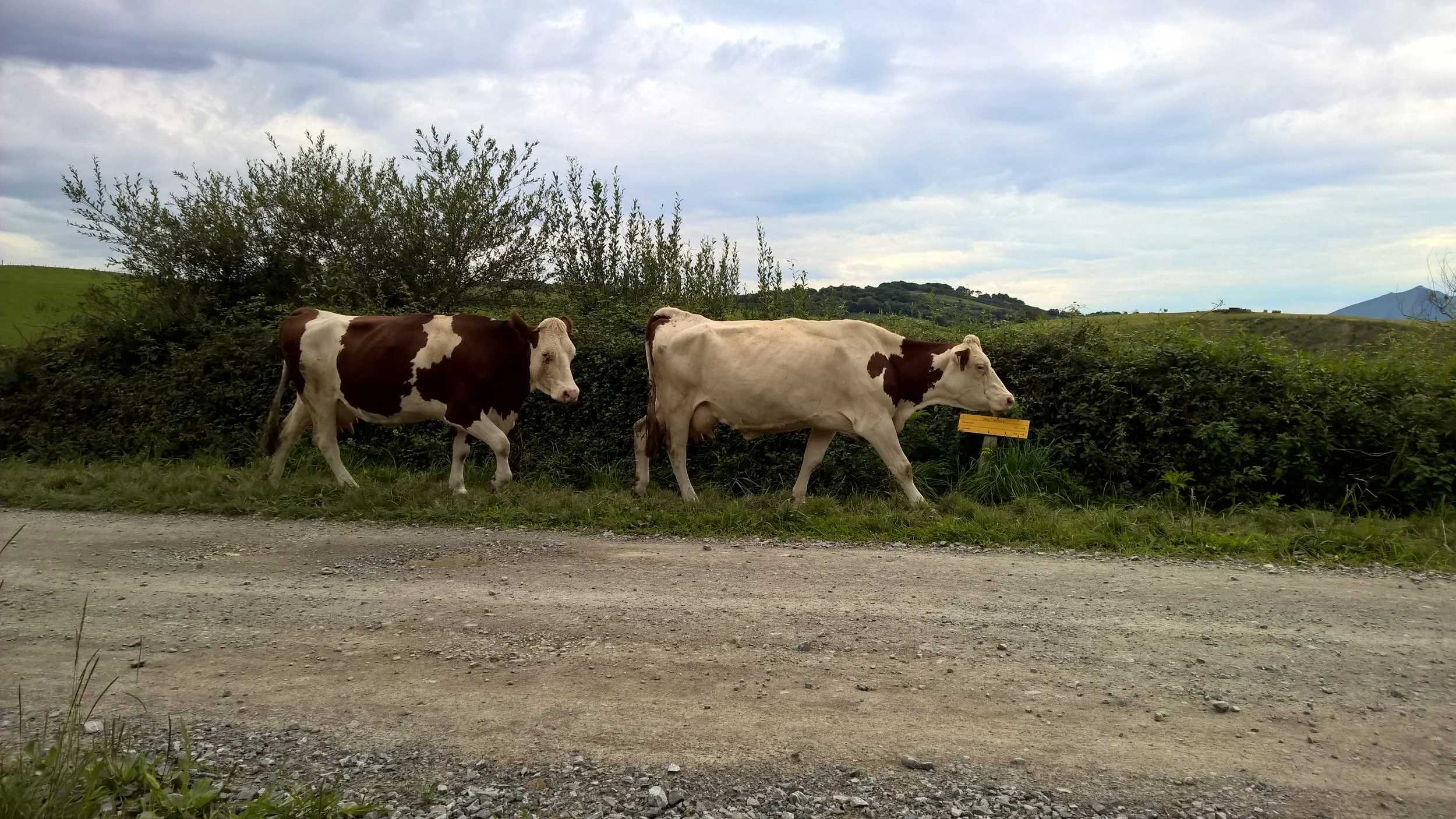 Communication Animale