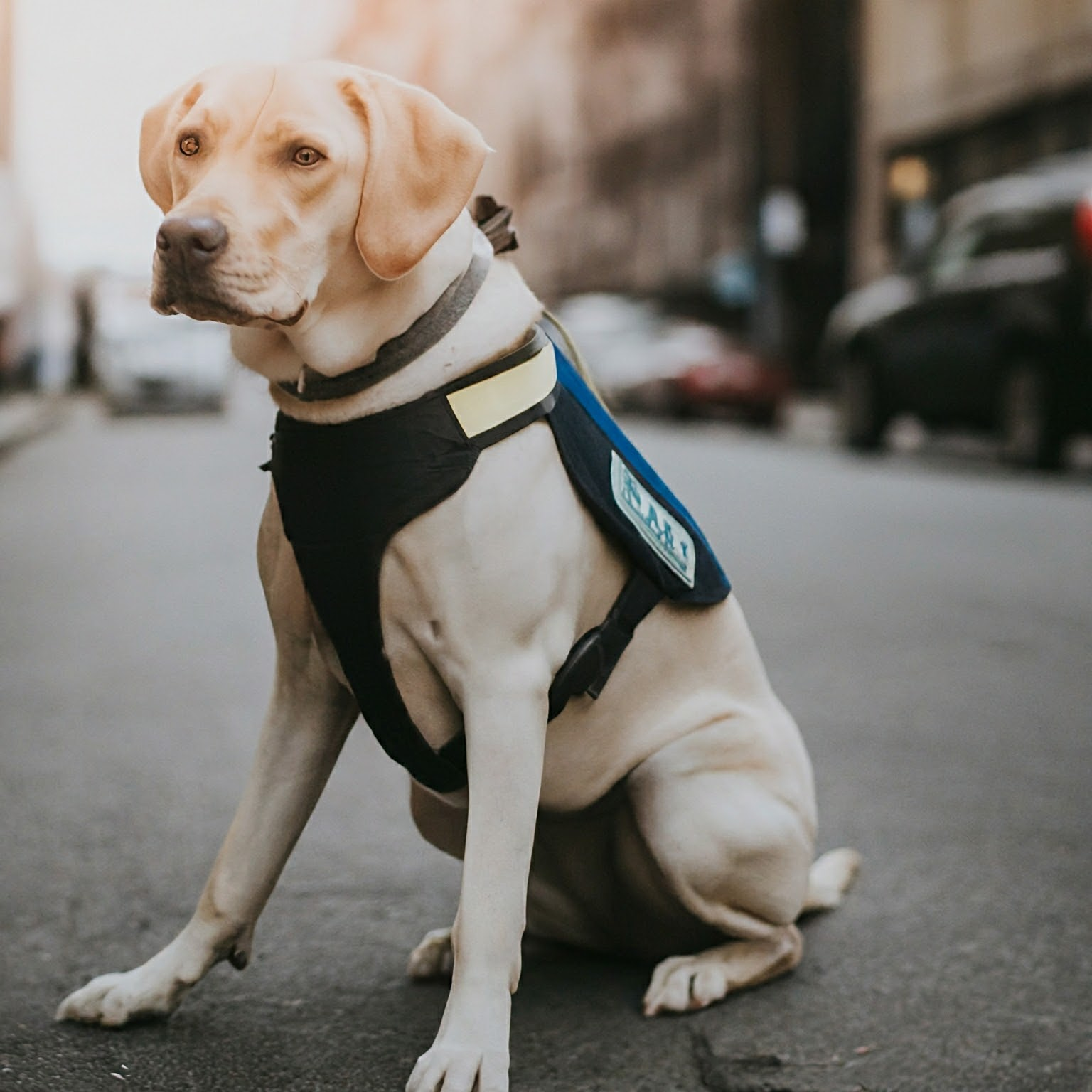 Vail's Service Buddies