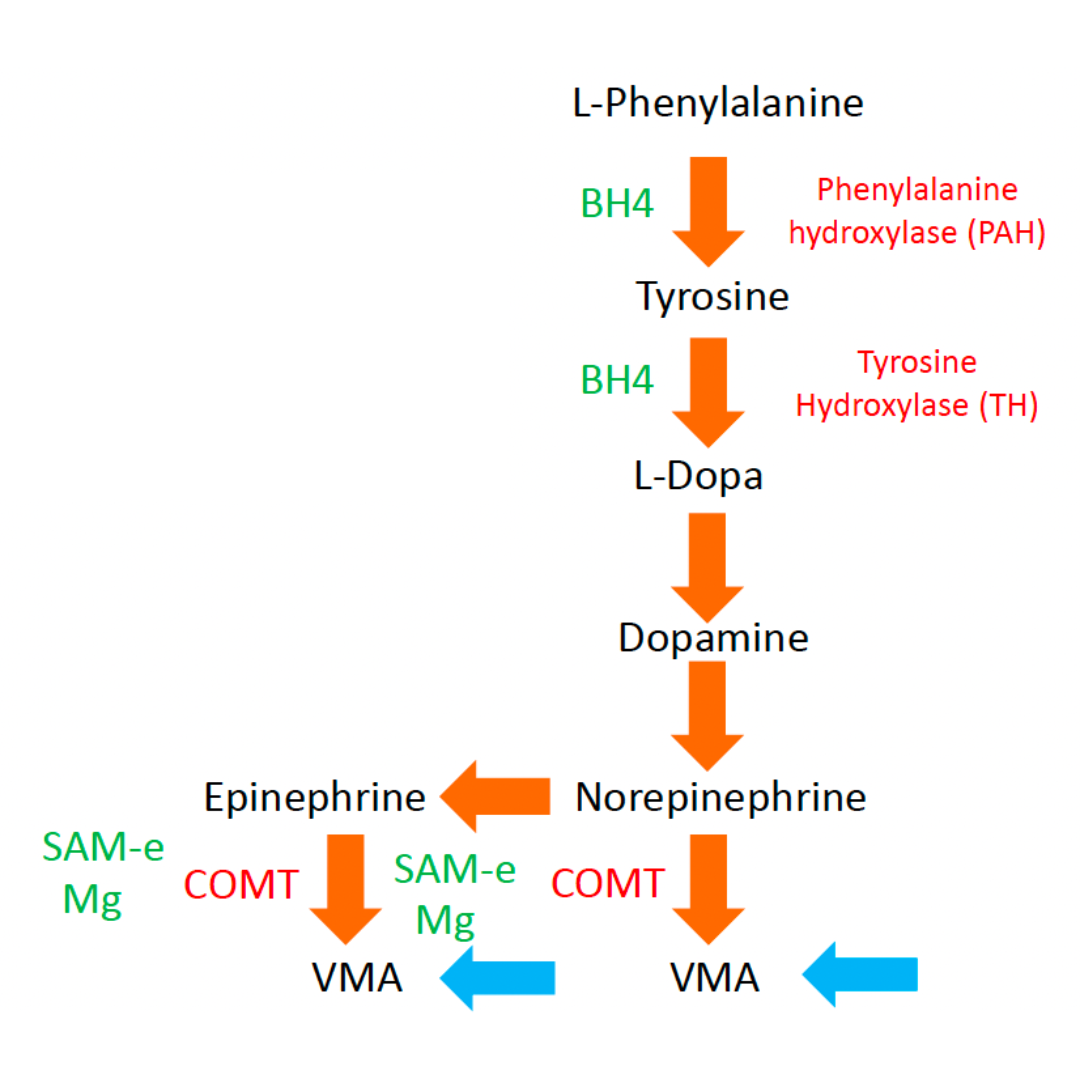 Epinephrine Pathway
