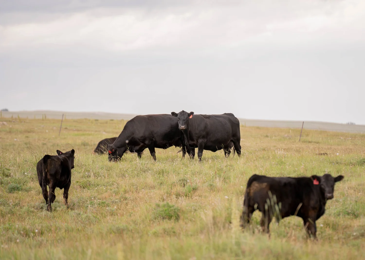 Loyning Angus