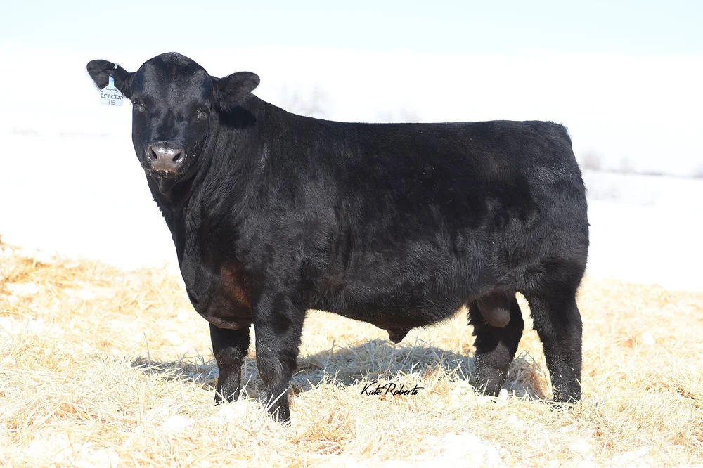 Herd Sires — Loyning Angus