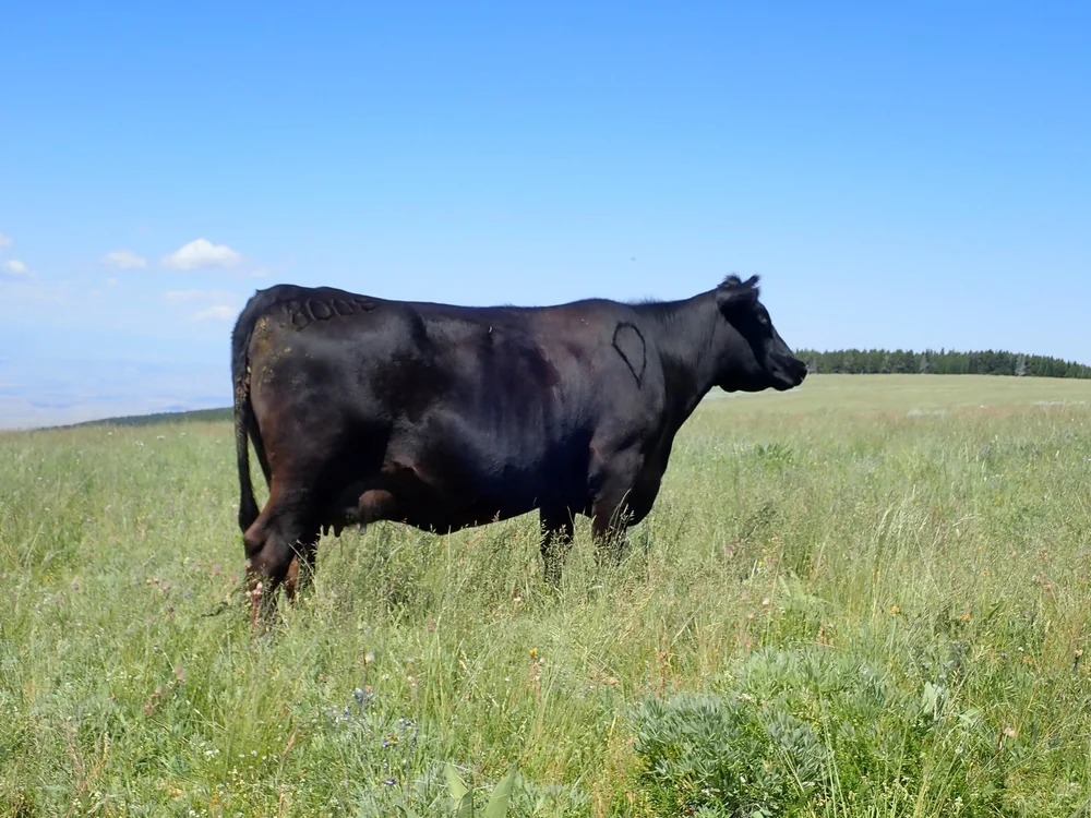 Our Females — Loyning Angus