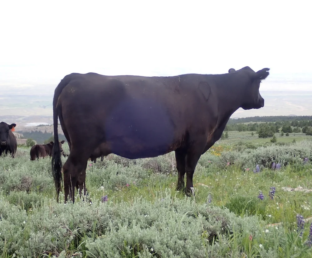 Our Females — Loyning Angus