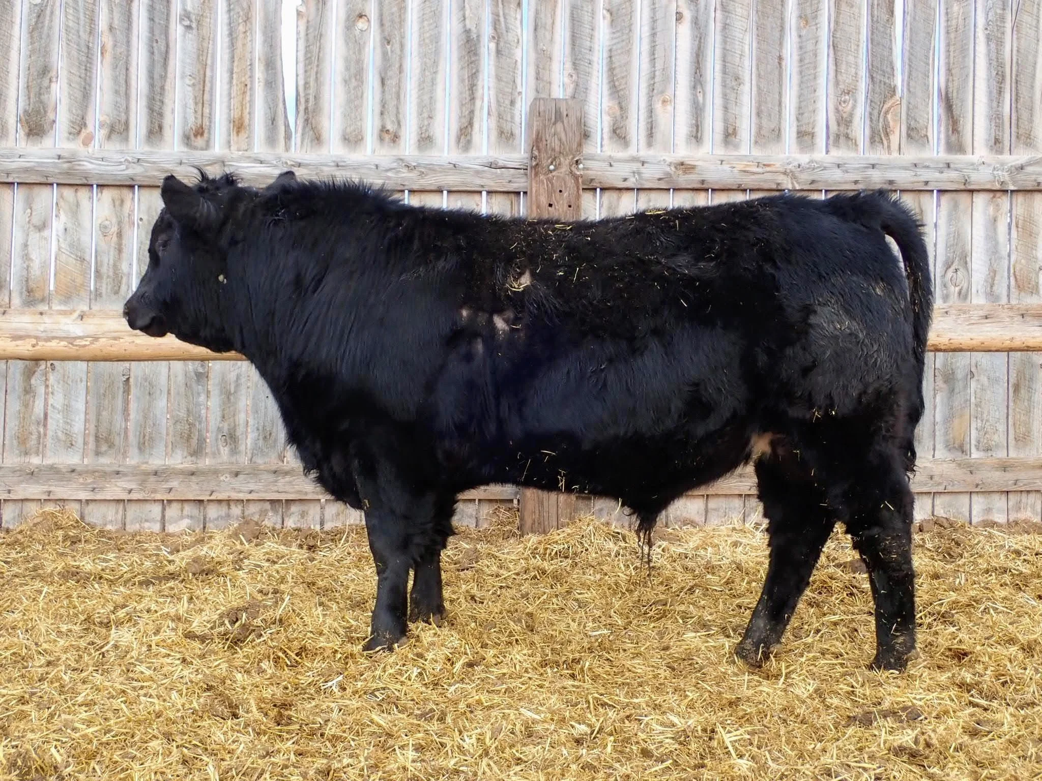 Herd Sires — Loyning Angus