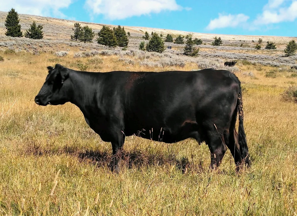 Our Females — Loyning Angus