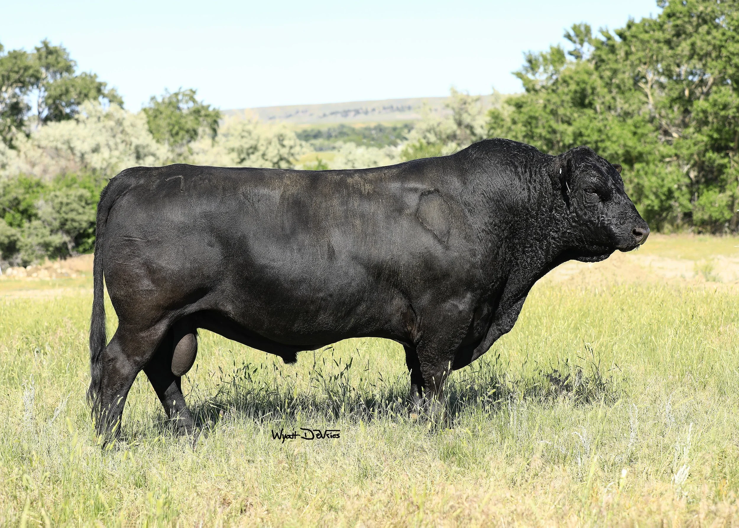 Herd Sires — Loyning Angus