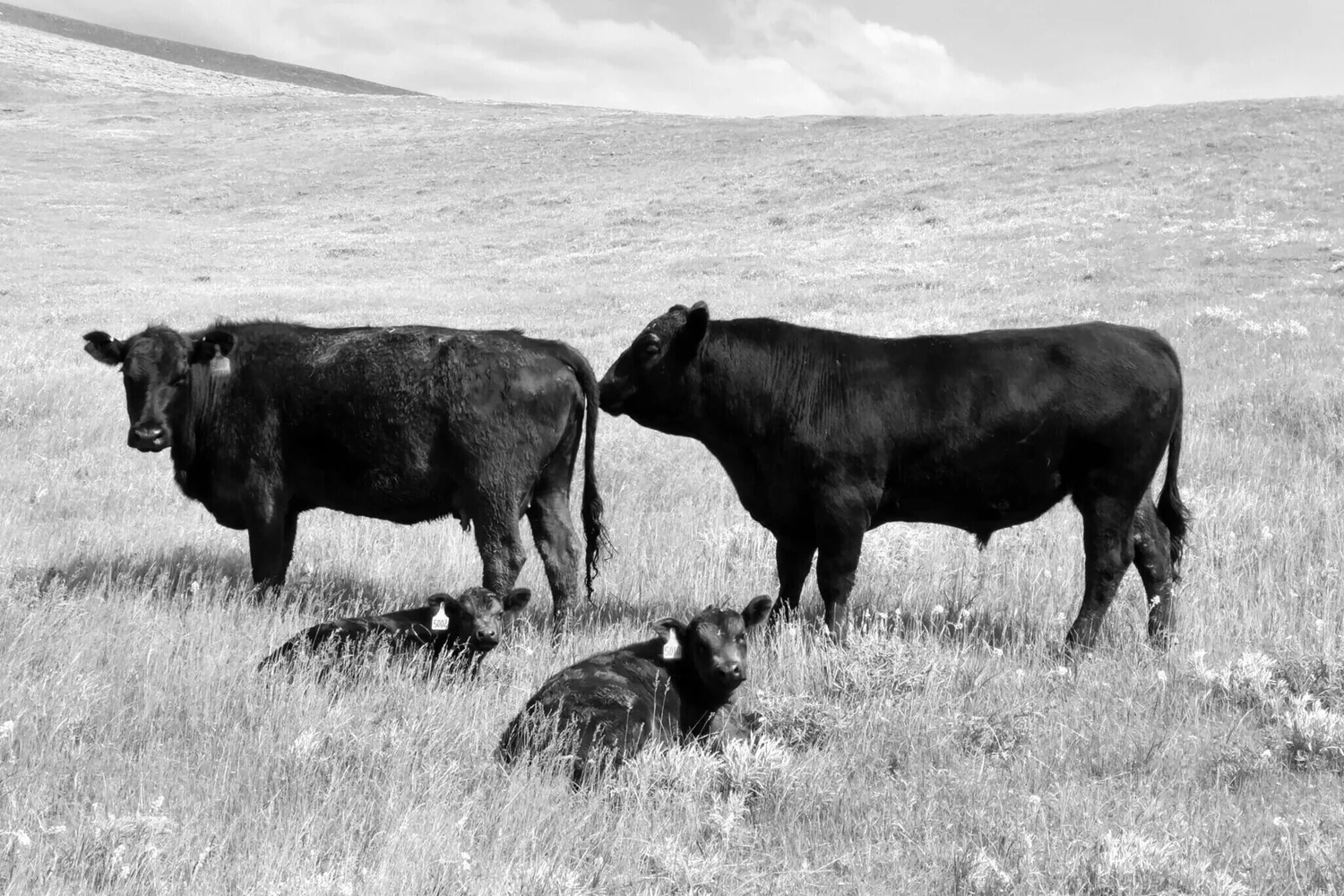 Herd Sires — Loyning Angus