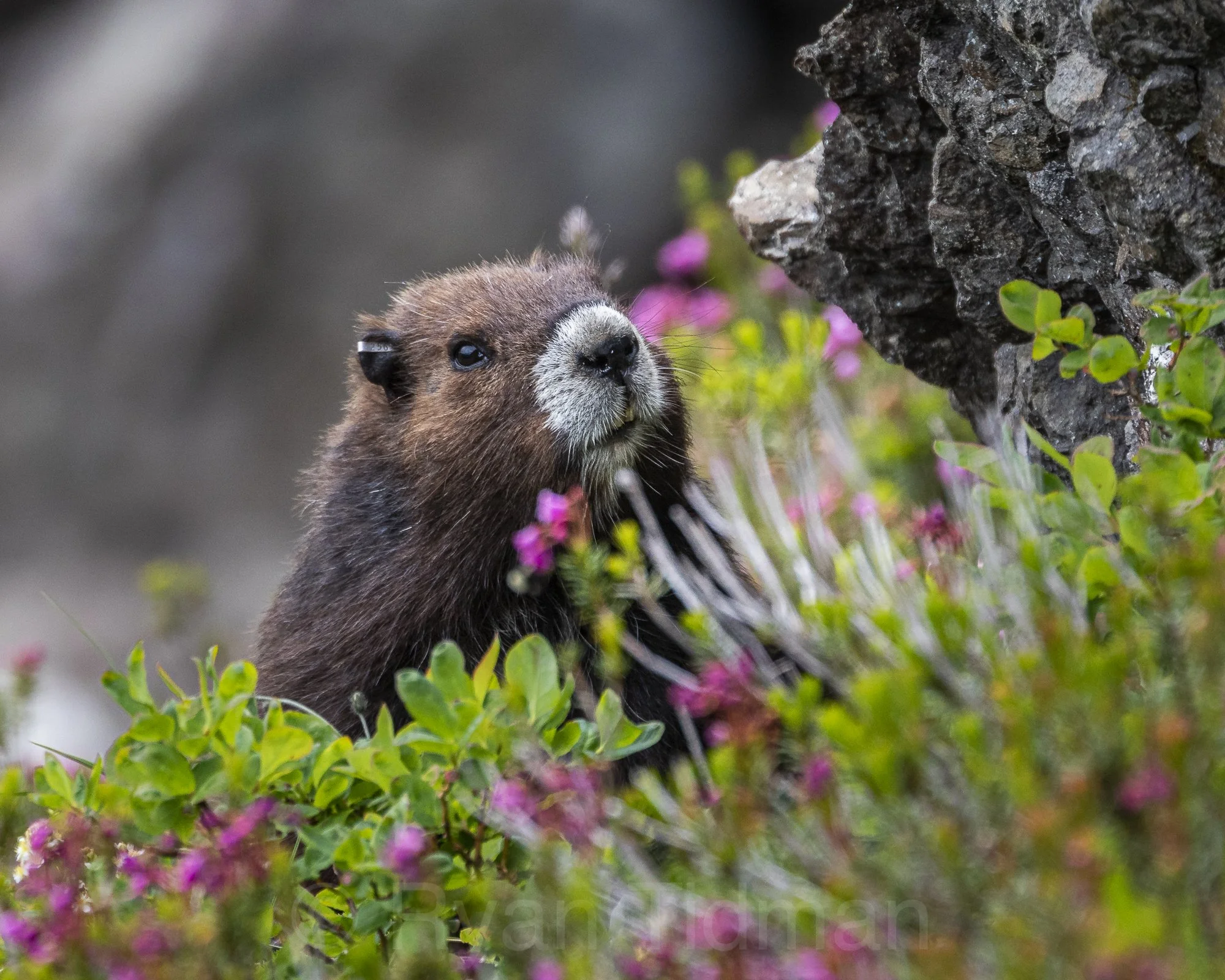 Wild Marmot Dunkel — Vancouver Island Brewing