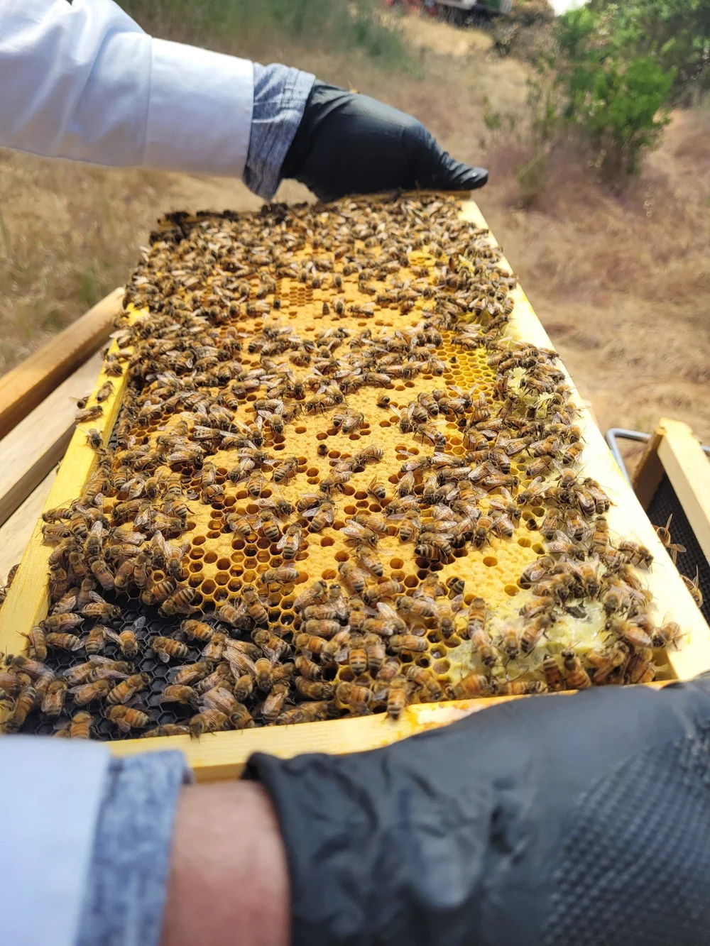 thebelchingbee