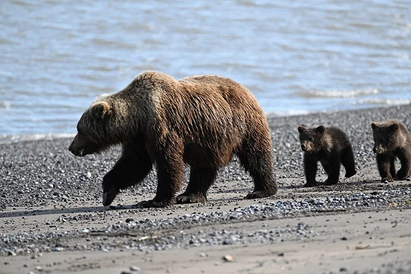Bear Viewing in Alaska | Odyssey Lodge