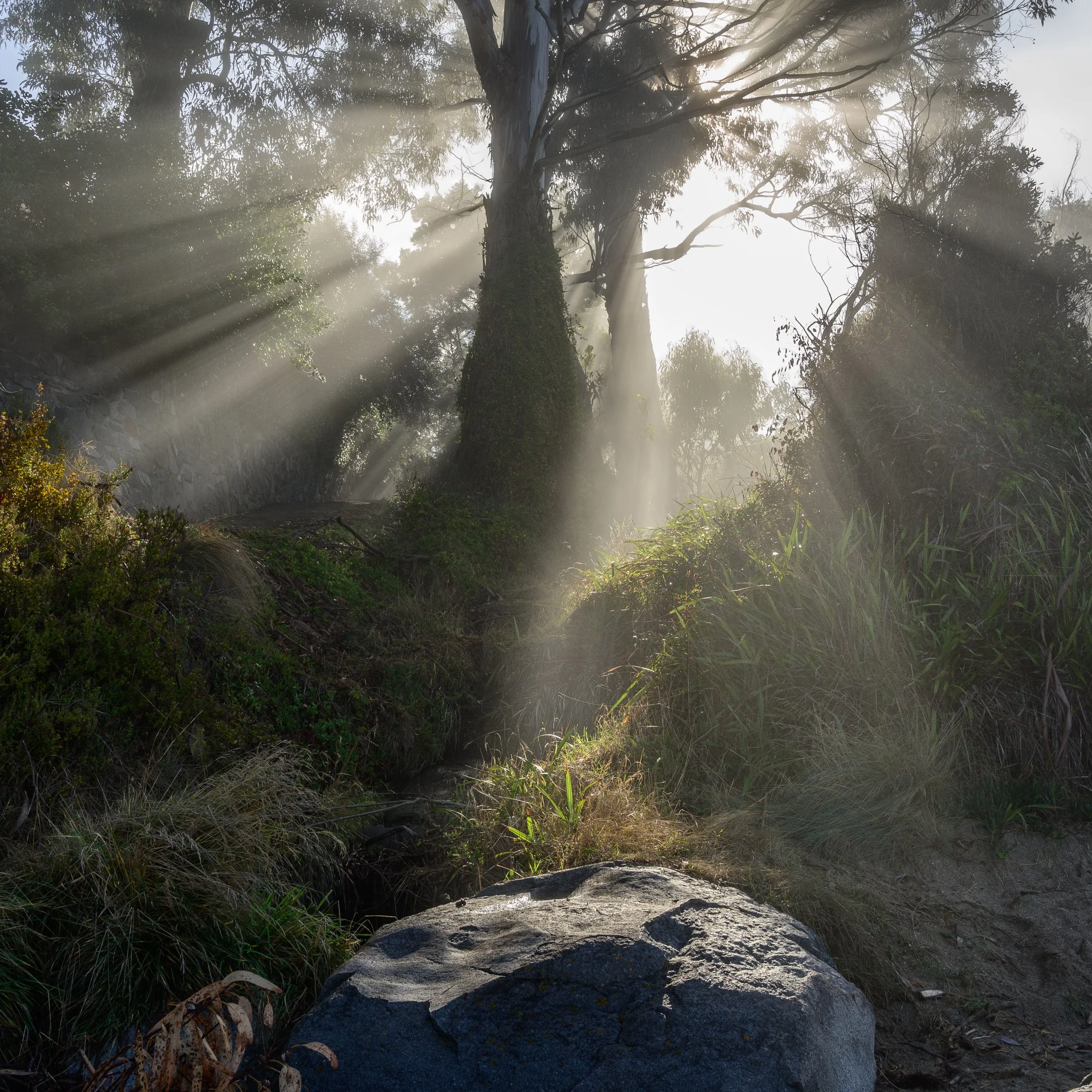 Taroona Environment Network