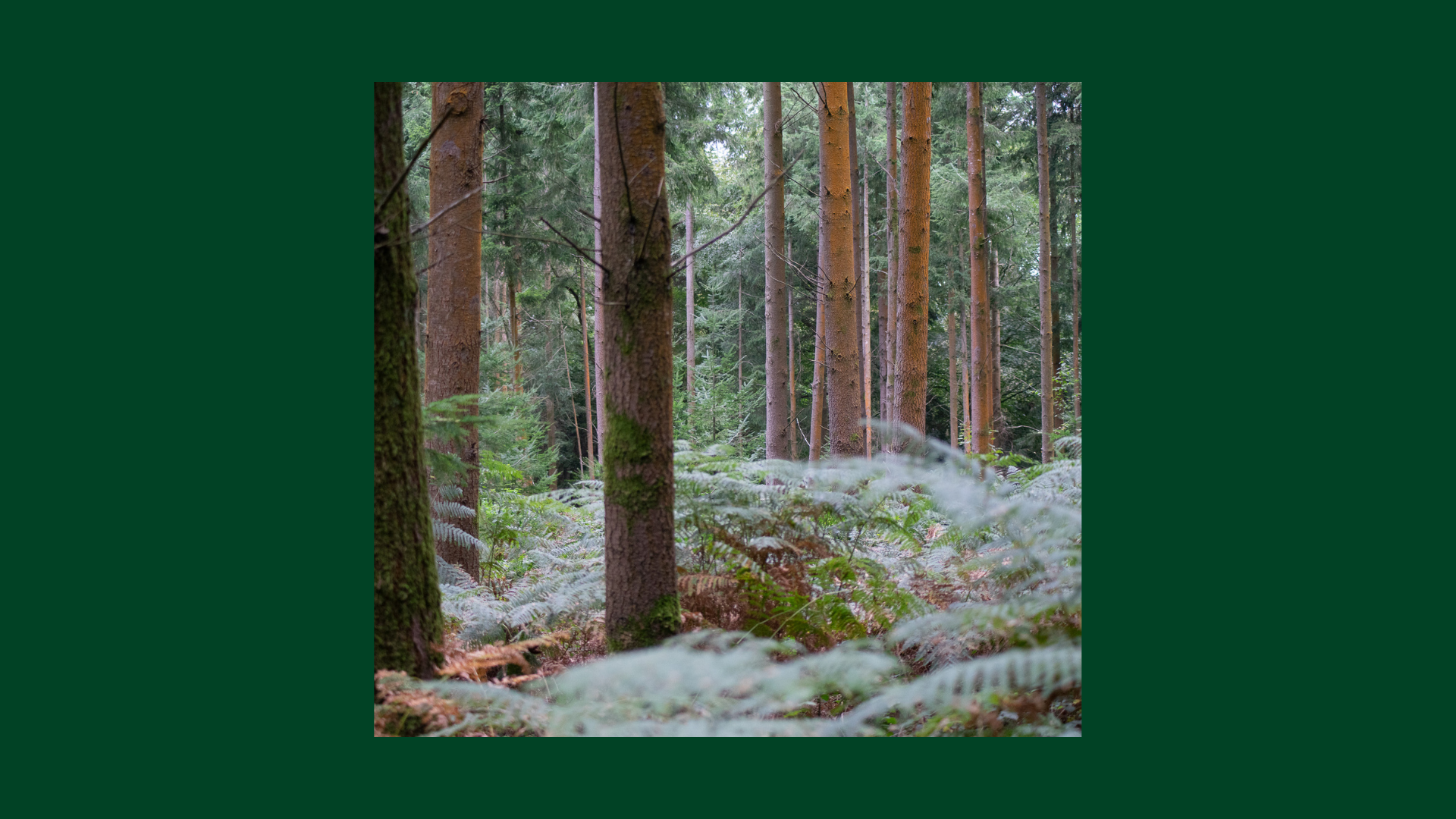 Resources — SLM Partners