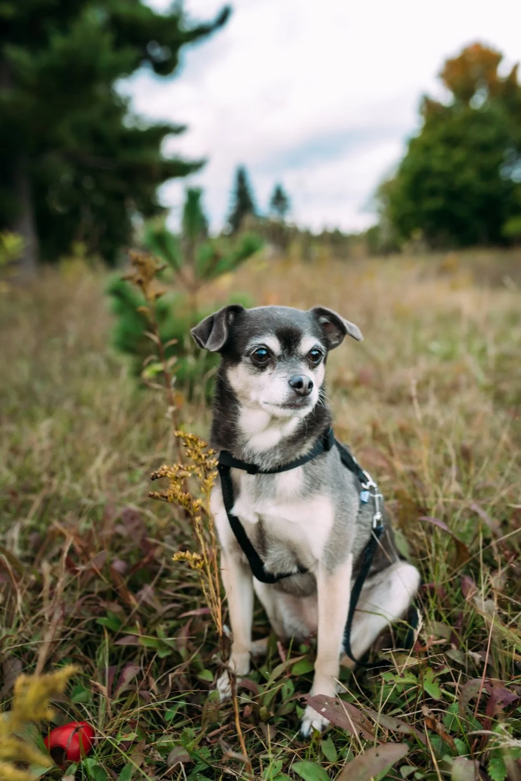 Creating Lasting Memories: Family Portraits in Wausau, WI — Kelly ...