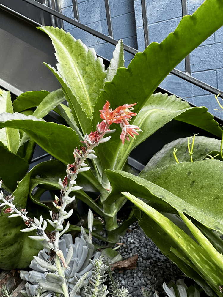 Tilting Windmill Landscape Design