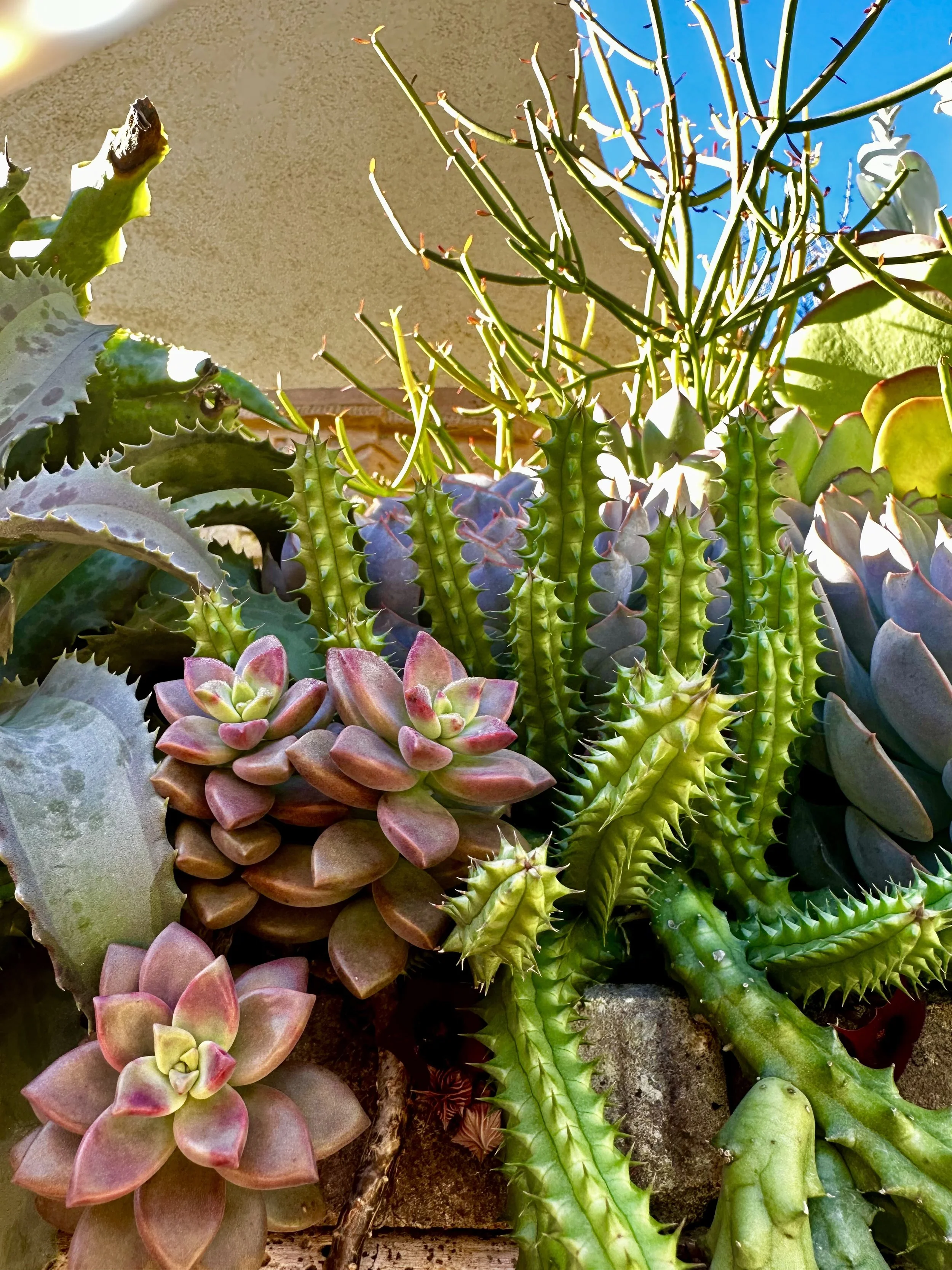 ABOUT — Tilting Windmill Landscape Design