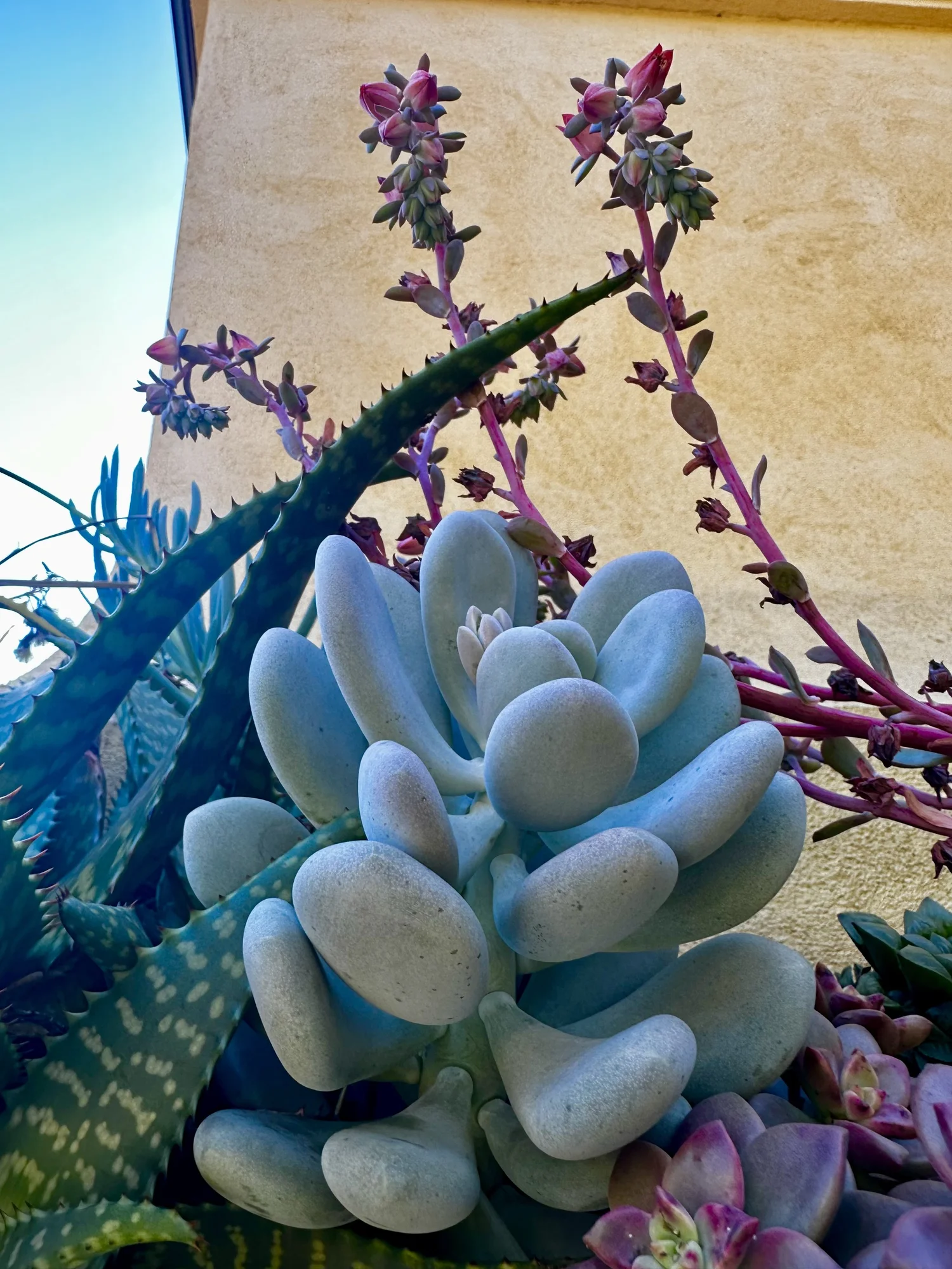 Tilting Windmill Landscape Design