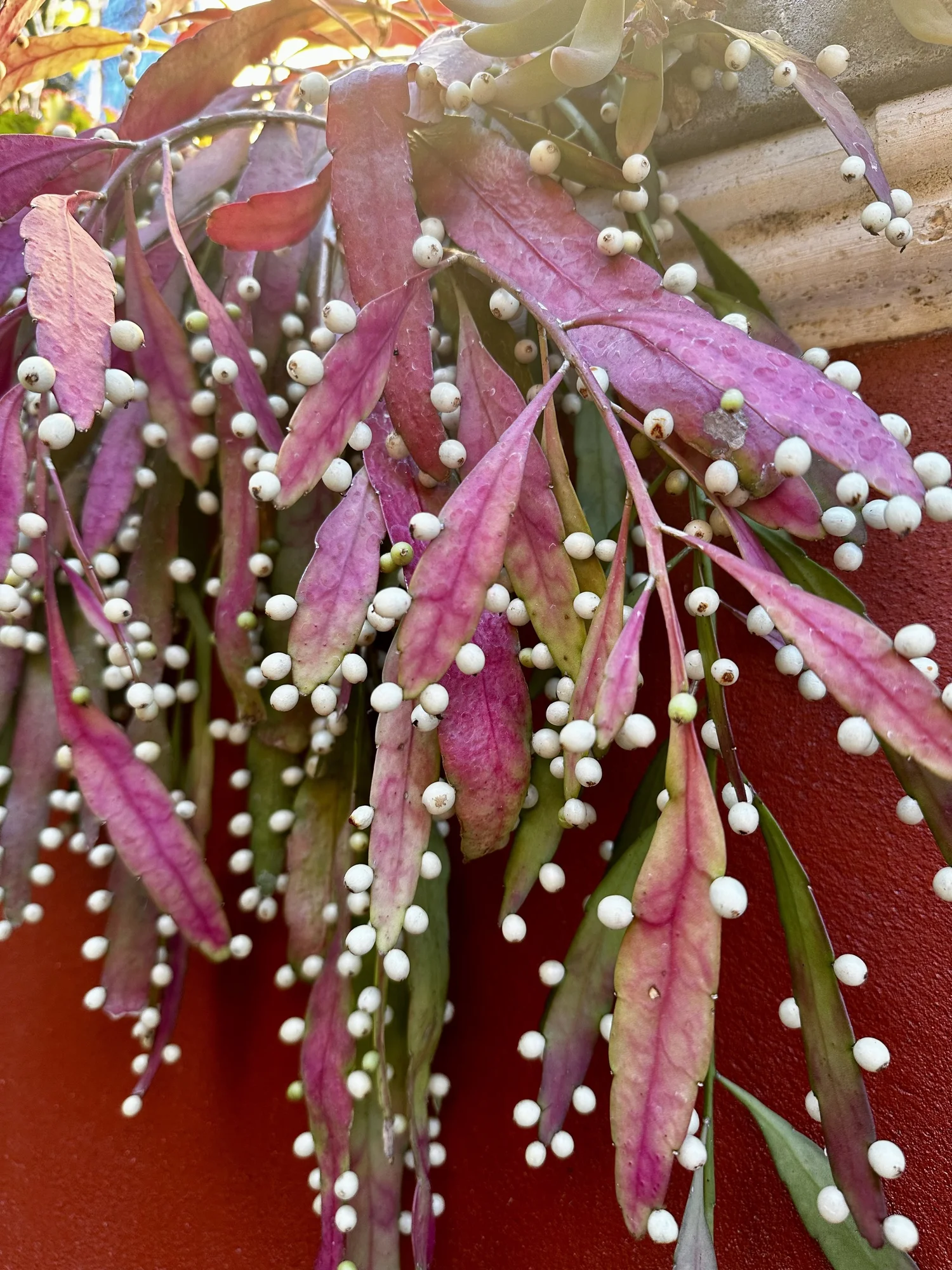 Tilting Windmill Landscape Design