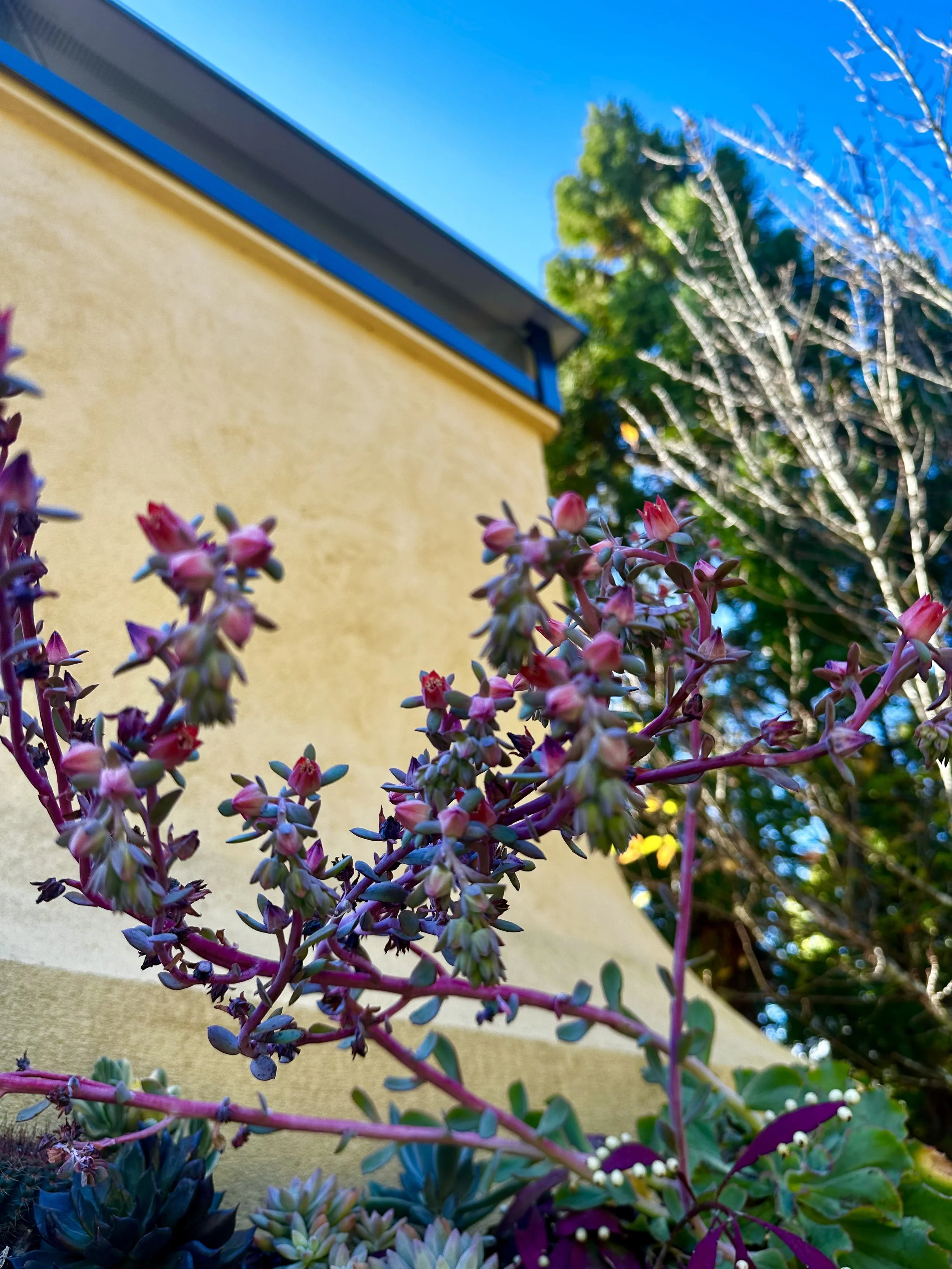 ABOUT — Tilting Windmill Landscape Design