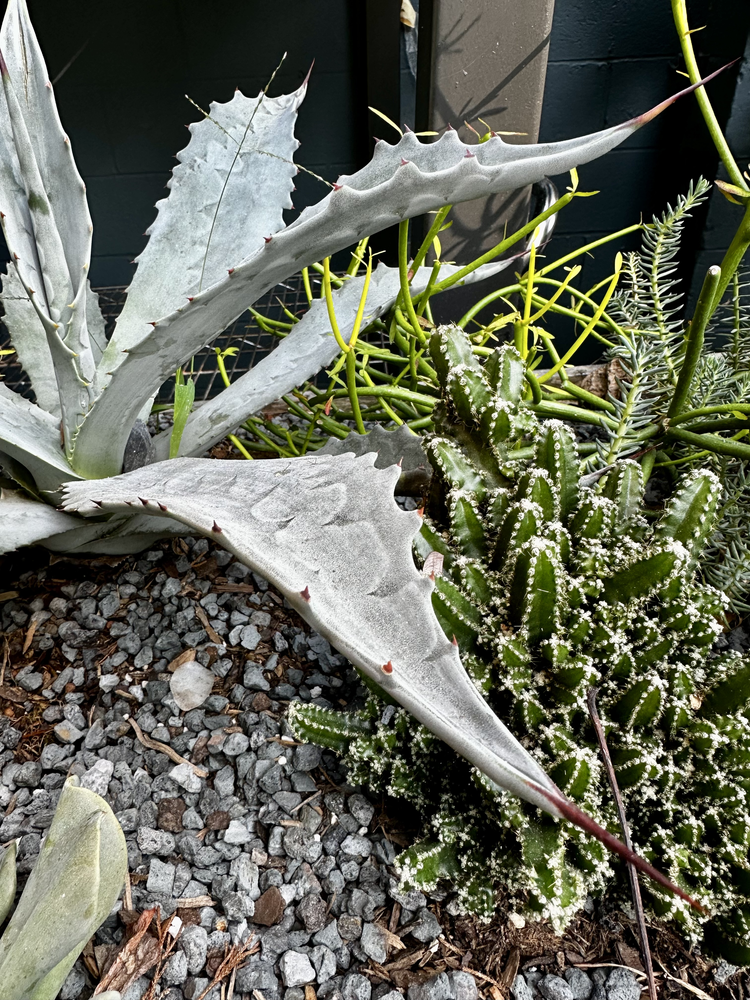 Tilting Windmill Landscape Design