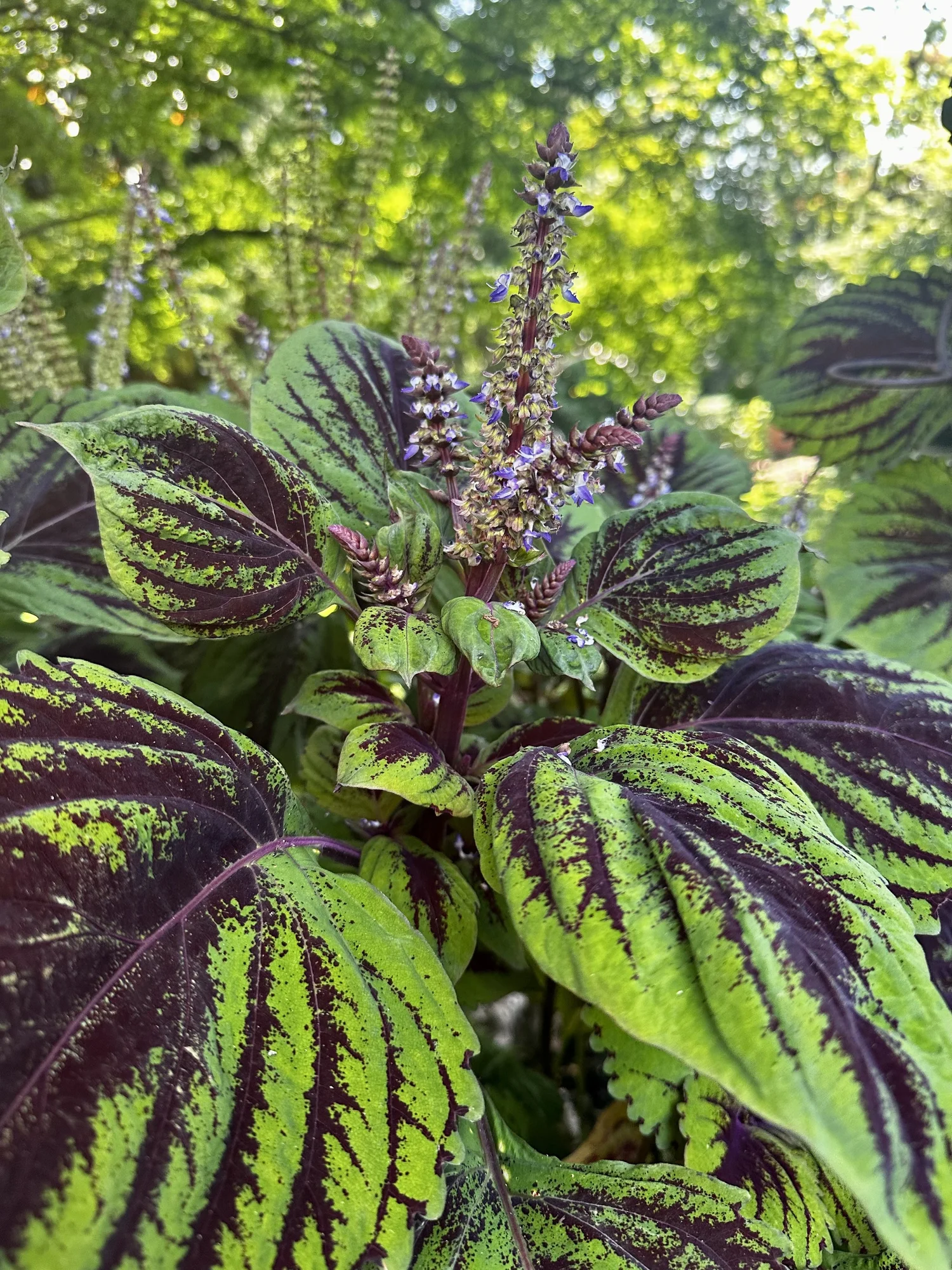 Tilting Windmill Landscape Design